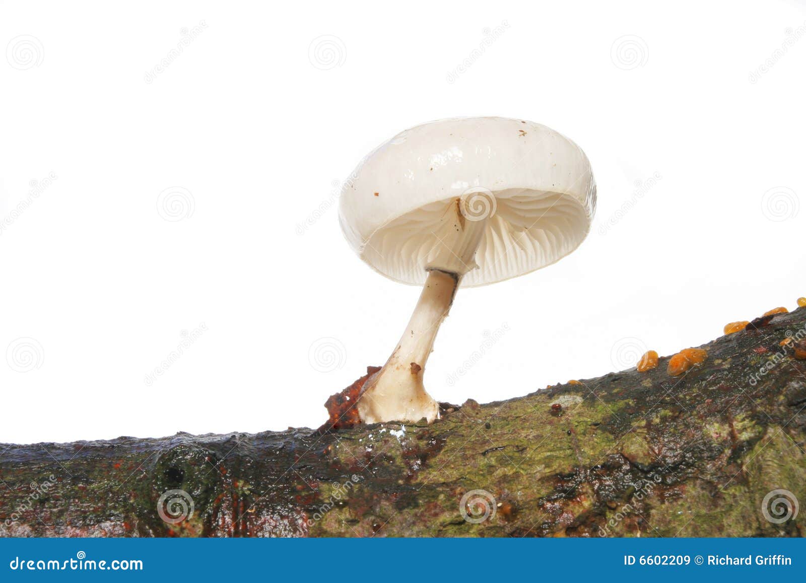 Toadstool Picture. Image: 6602209