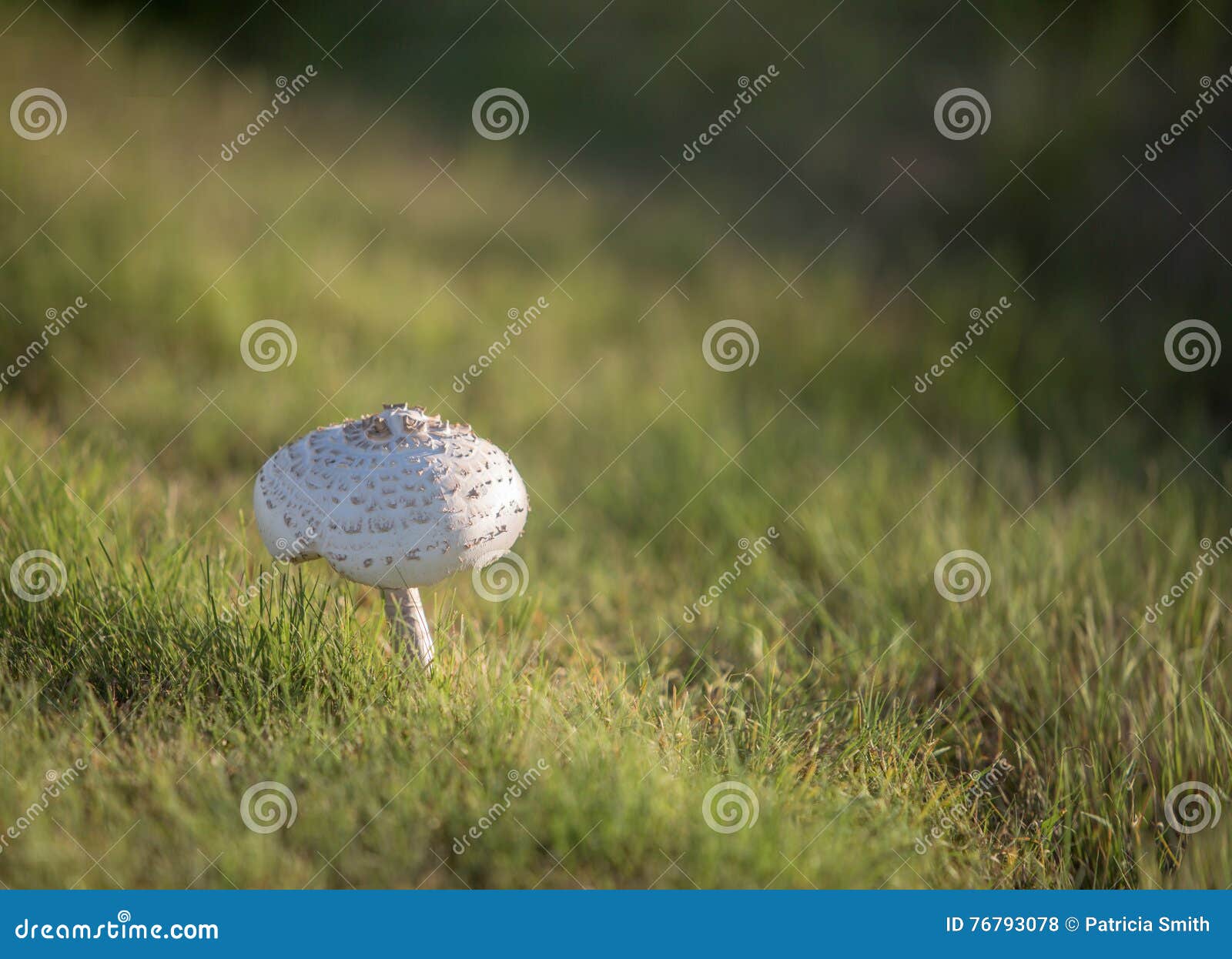 Toadstool - Amanita Muscaria Stock Photo - Image of verna, mortal: 76793078