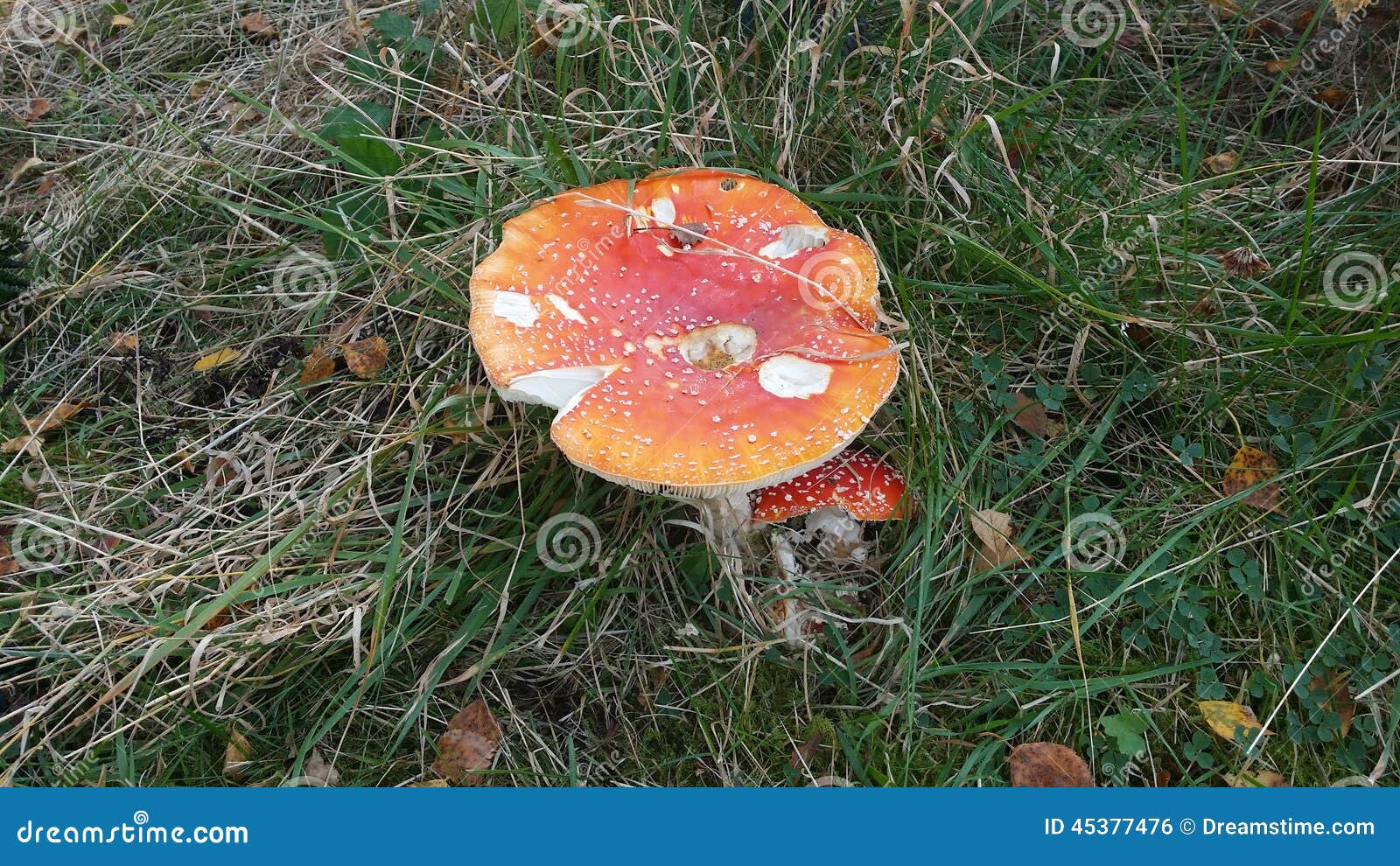 Toadstool stock photo. Image of mushroom, fairy, nature - 45377476