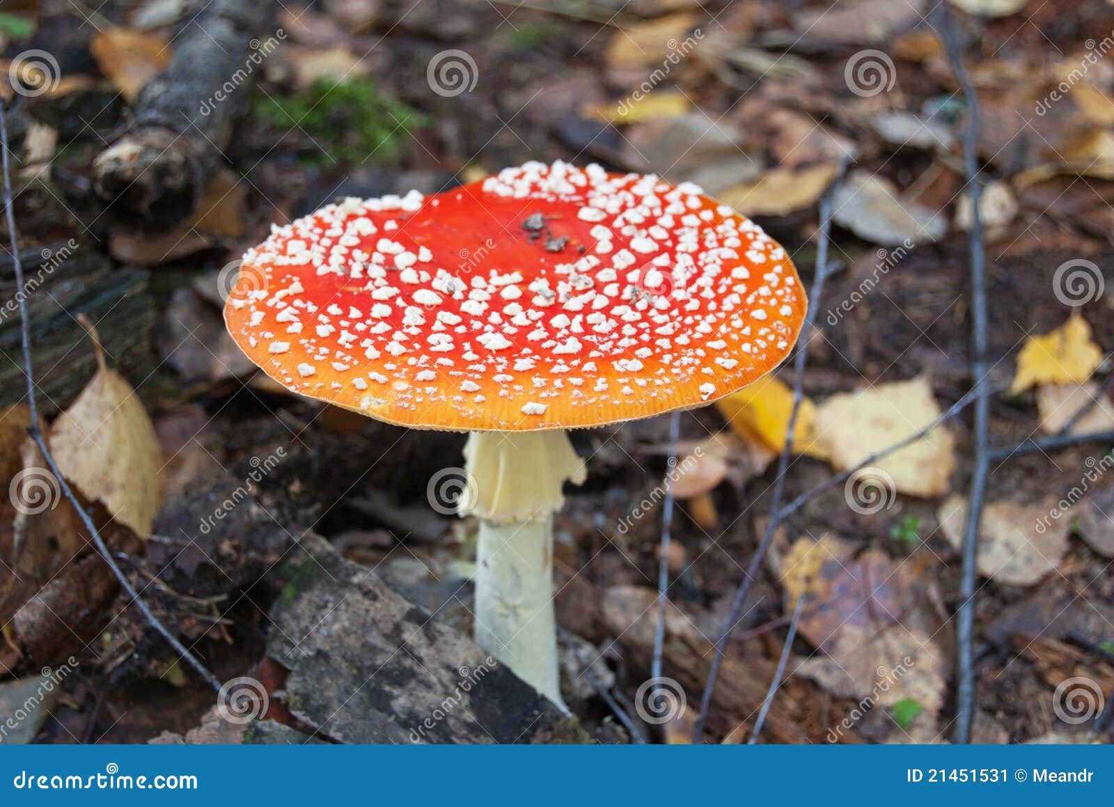 Toadstool among Autumn Leaves Stock Image - Image of amanita ...