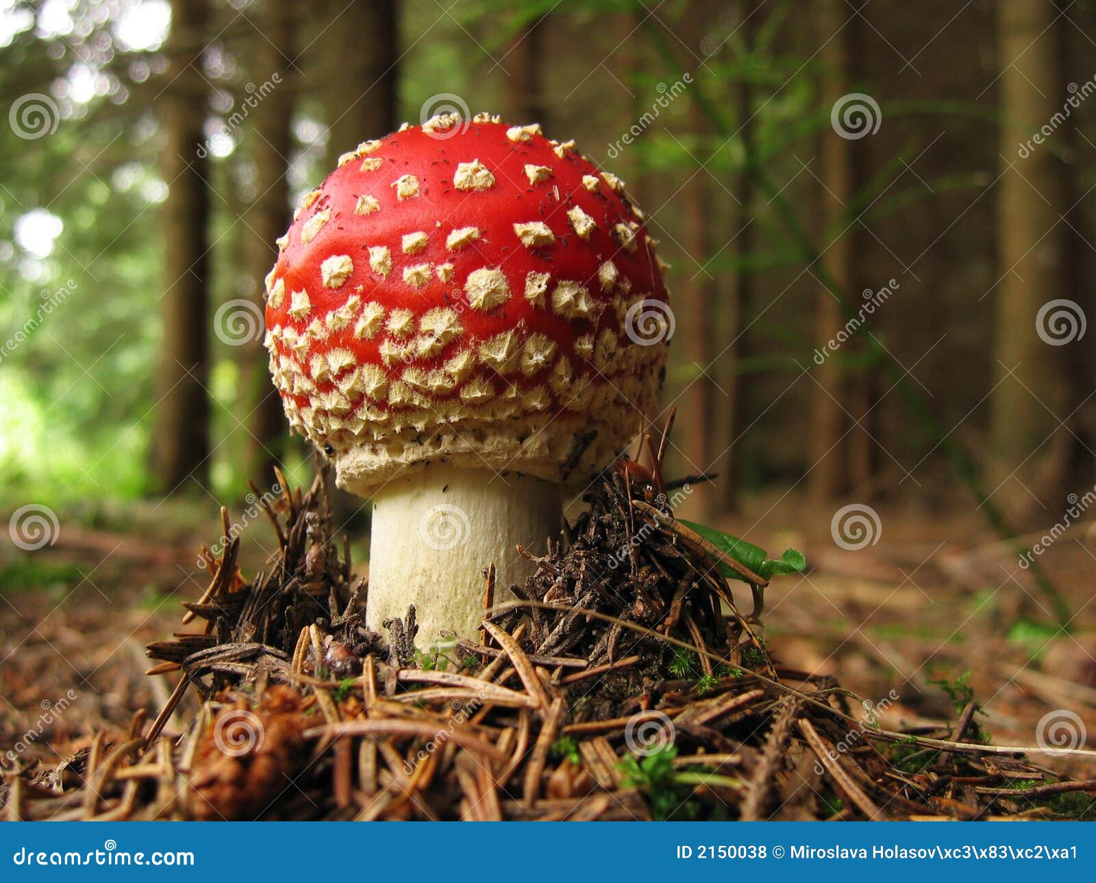 Toadstool baby stock photo. Image of grow, pixie, shroom - 2150038