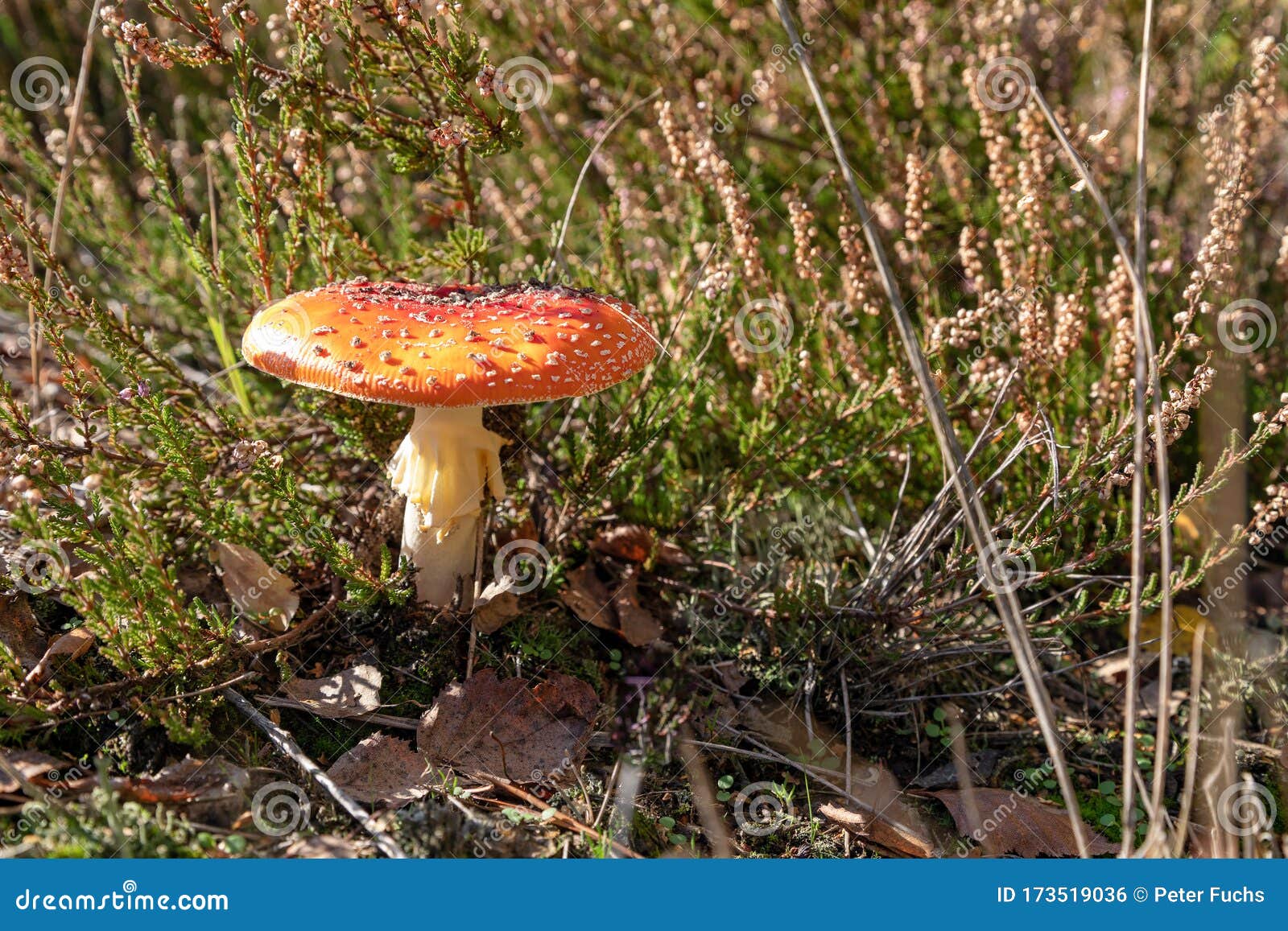 Toadstool in Beautiful Nature with Heather Stock Photo - Image of ...