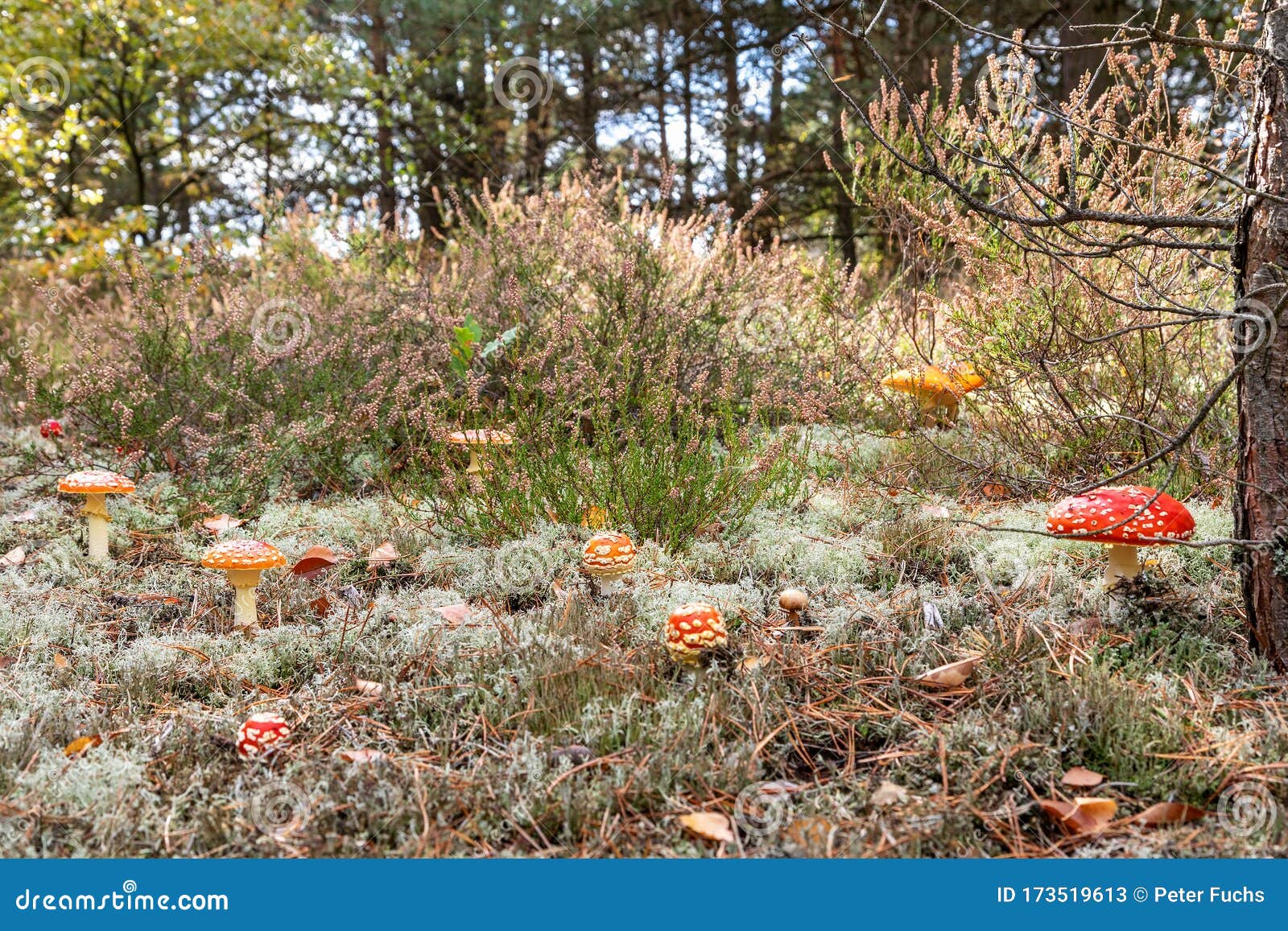 Toadstool in Beautiful Nature with Heather Stock Image - Image of ...