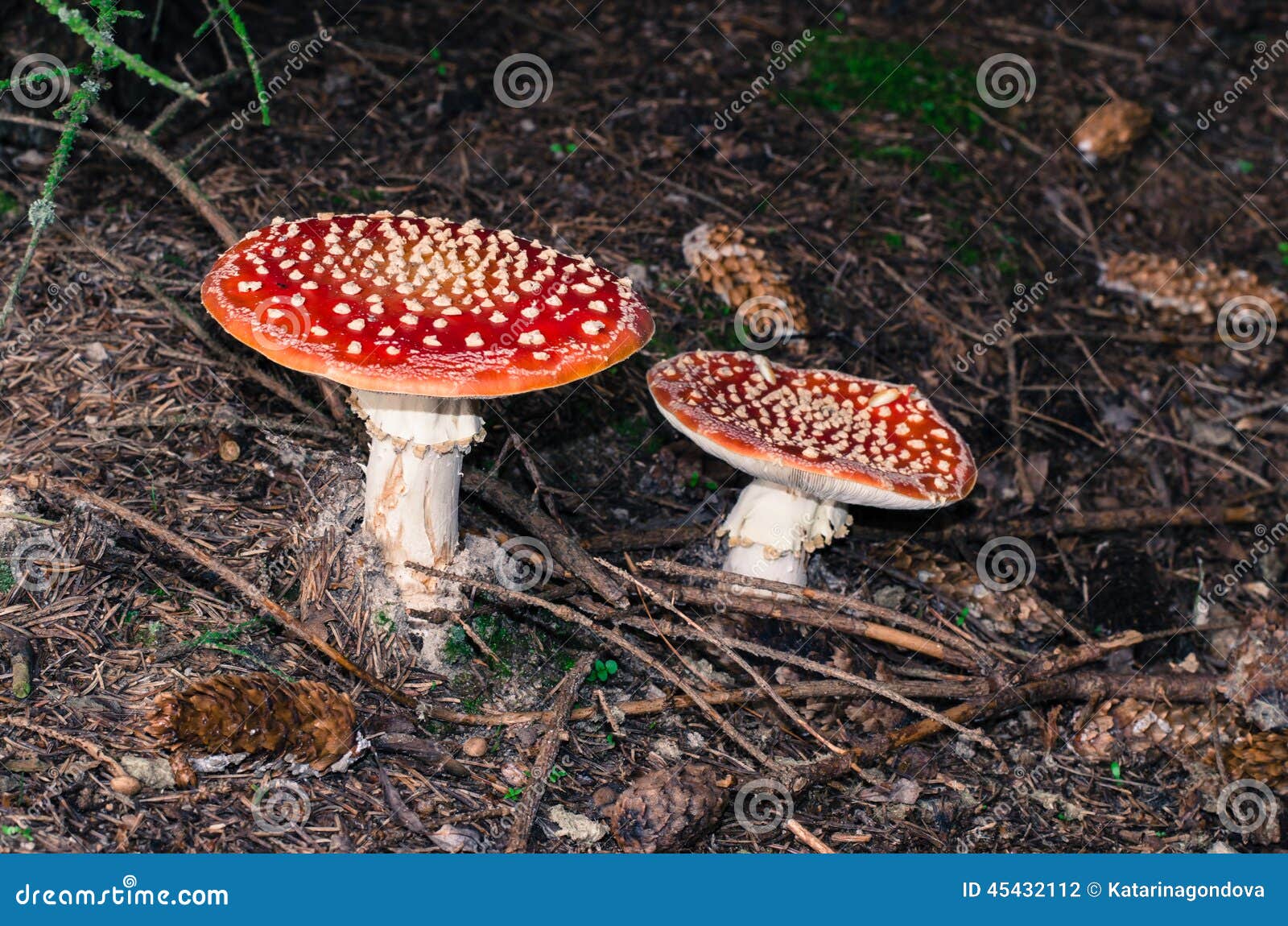 Toadstool stock photo. Image of natural, champignon, speckle - 45432112