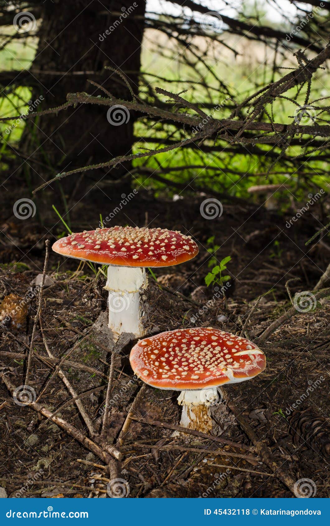 Toadstool stock photo. Image of natural, autumn, poison - 45432118
