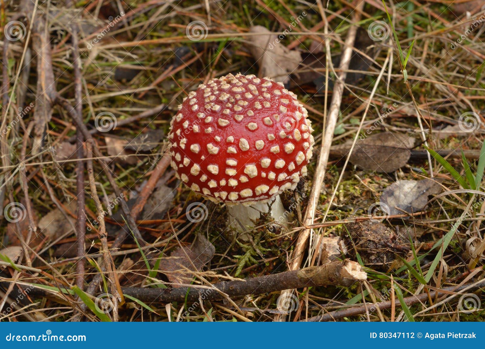 Toadstool stock photo. Image of woodland, fall, dangerous - 80347112