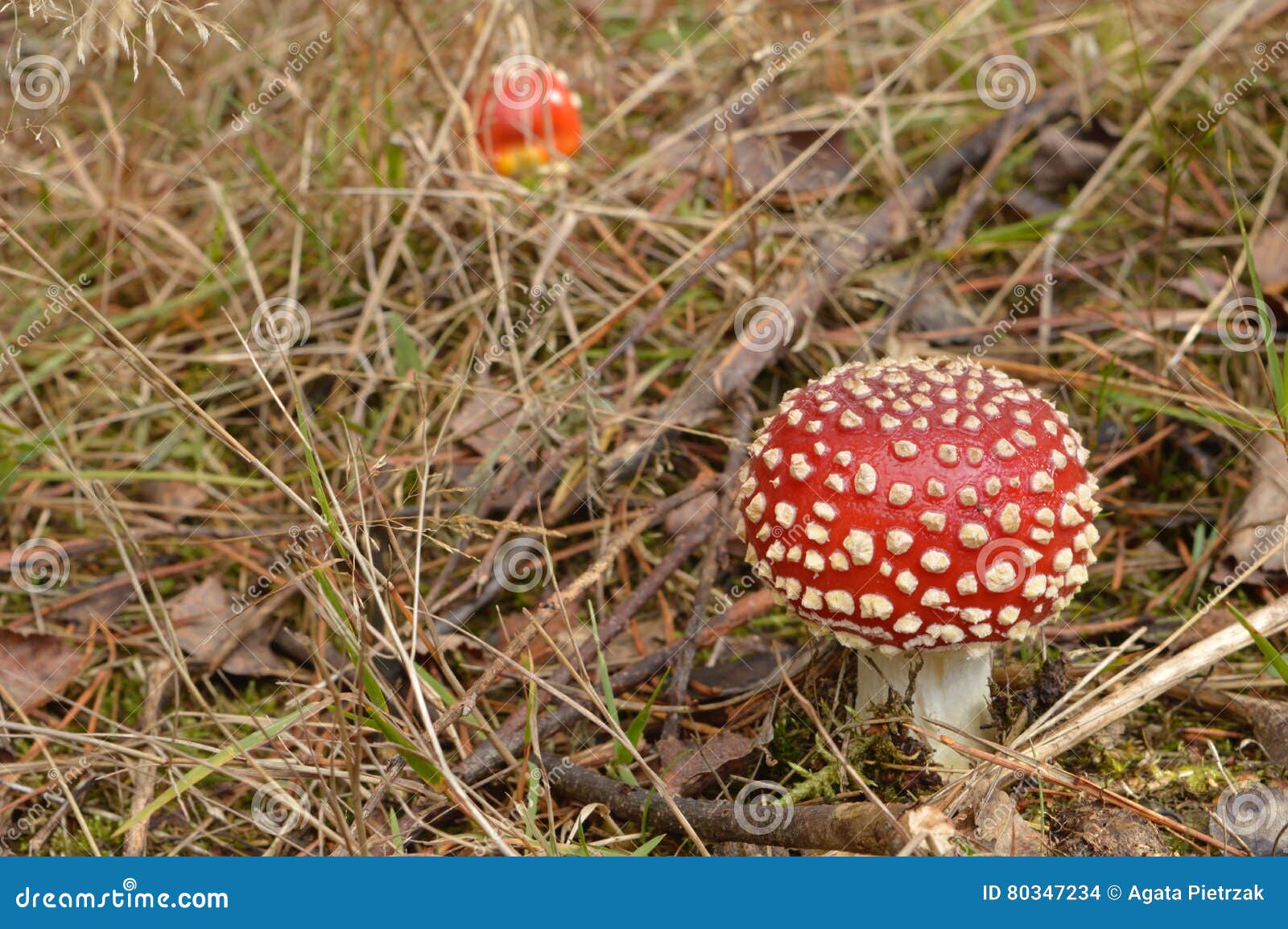 Toadstool stock photo. Image of danger, autumn, white - 80347234