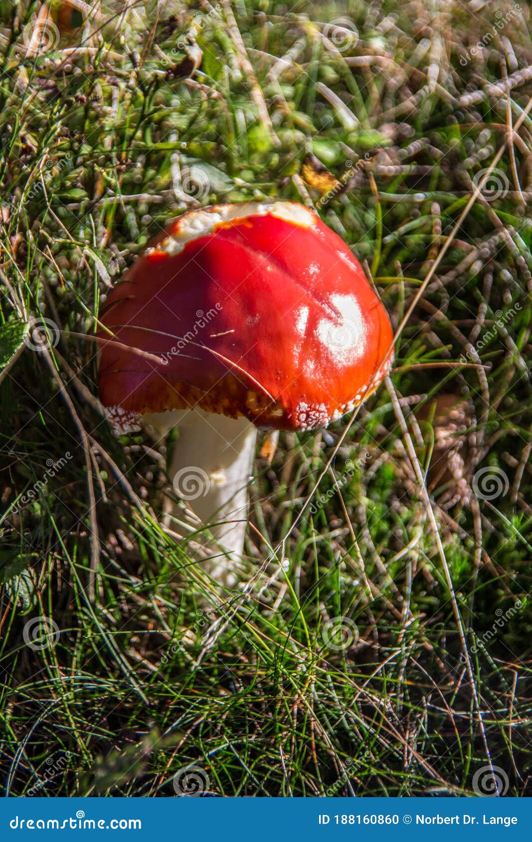 Toadstool with Bright Red Cap Stock Photo - Image of witchcraft ...