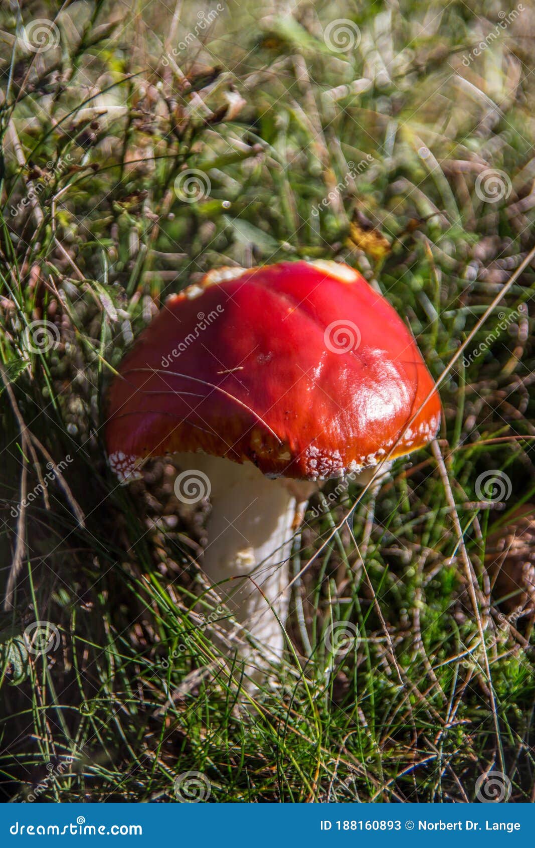 Toadstool with Bright Red Cap Stock Image - Image of hexerei, stalks ...