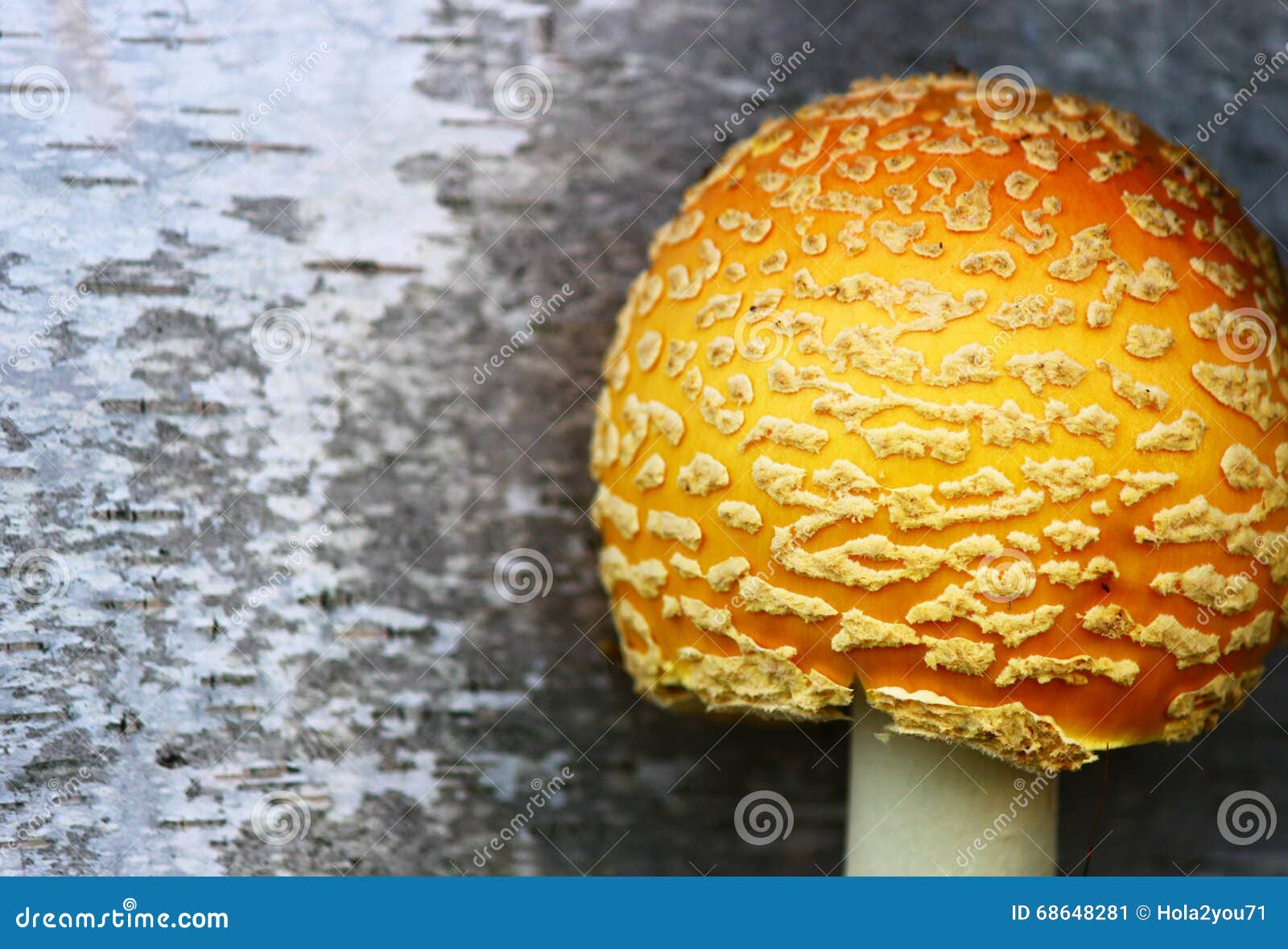 Toadstool stock image. Image of warts, texture, paper - 68648281
