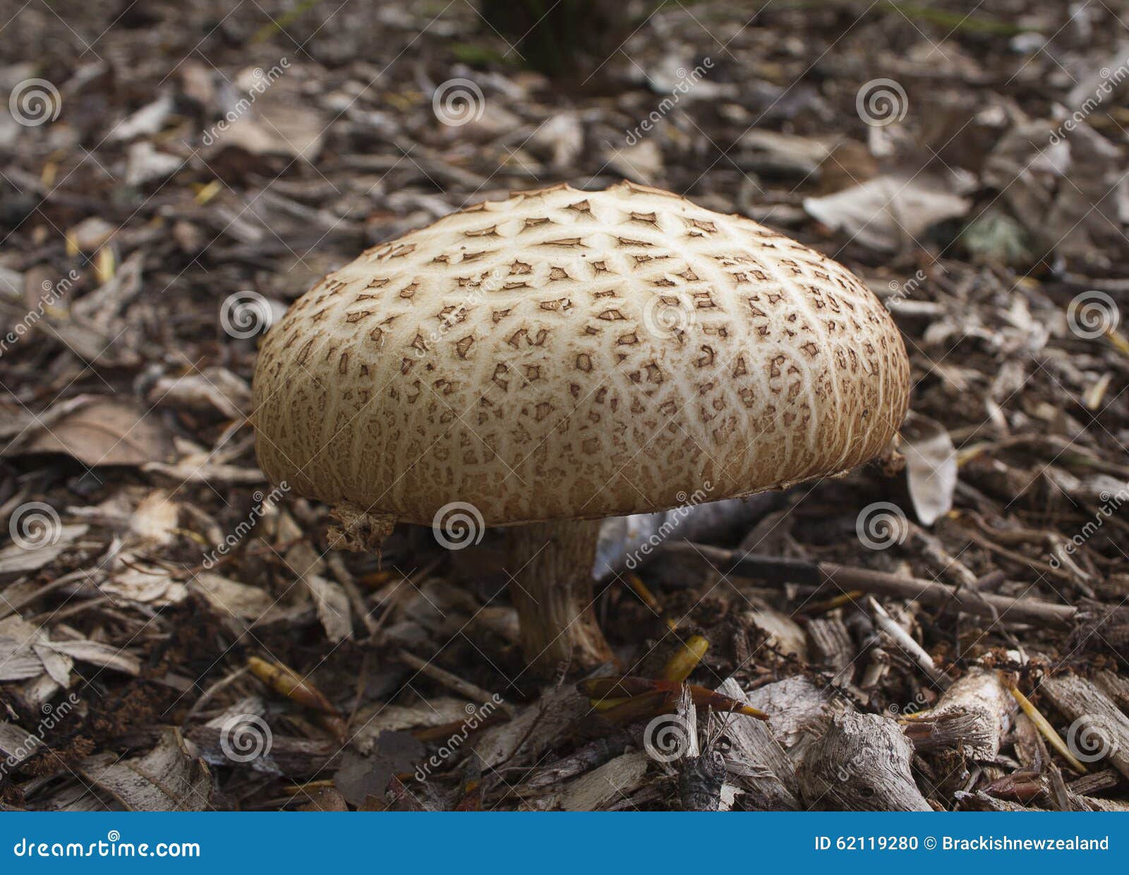 Toadstool stock photo. Image of toadstool, fungi, zealand - 62119280
