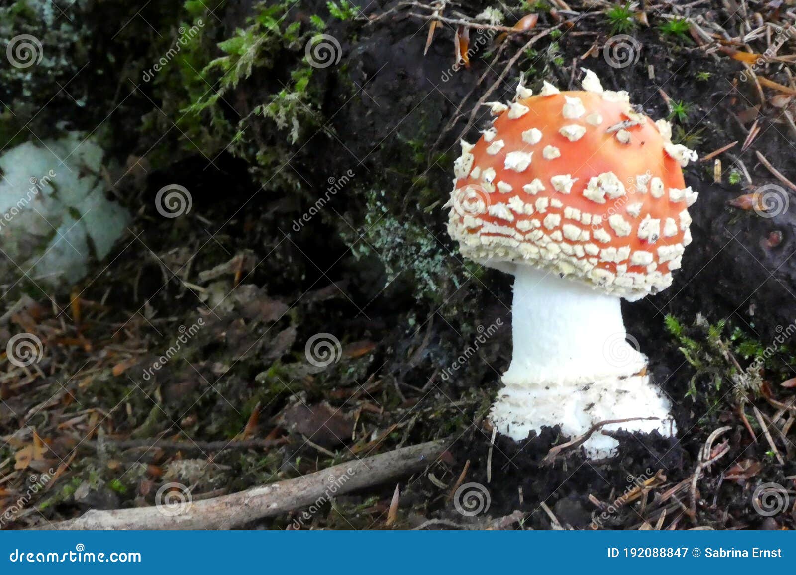 One Big Toadstool Closeup Royalty-Free Stock Photography ...