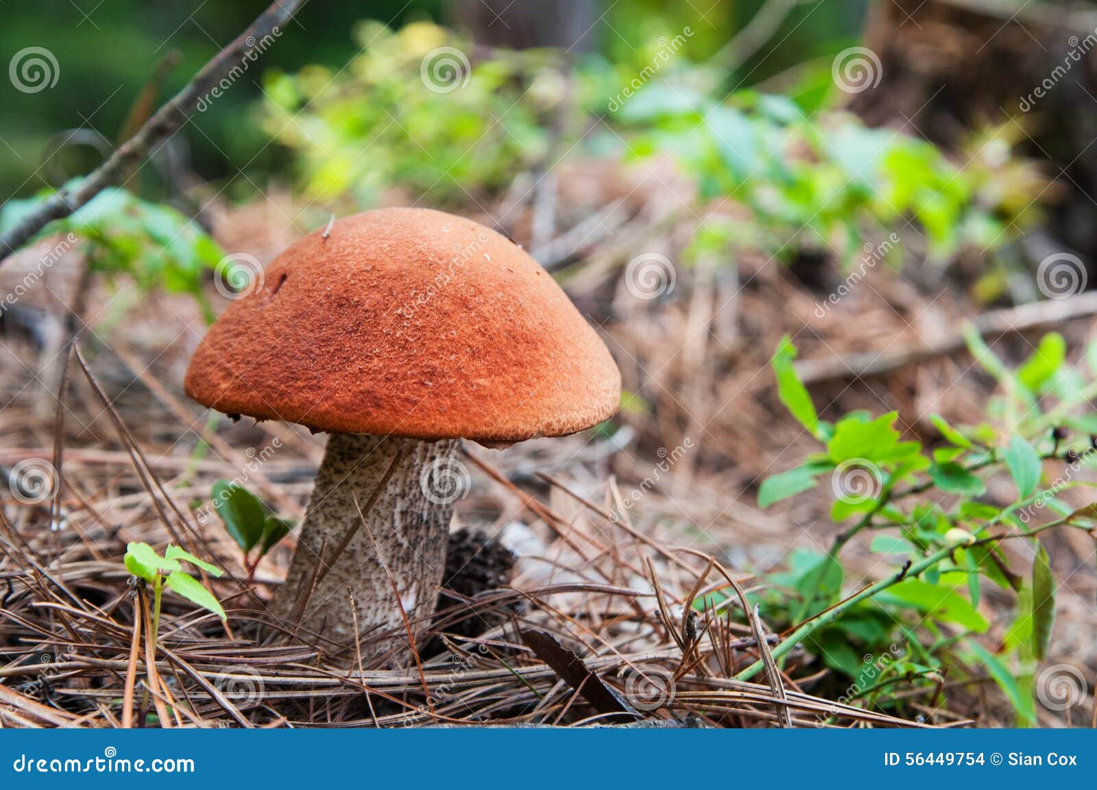 Toadstool stock photo. Image of plant, growth, forest - 56449754