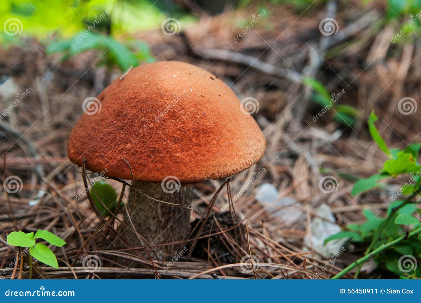 Toadstool stock image. Image of auriculariales, toadstool - 56450911