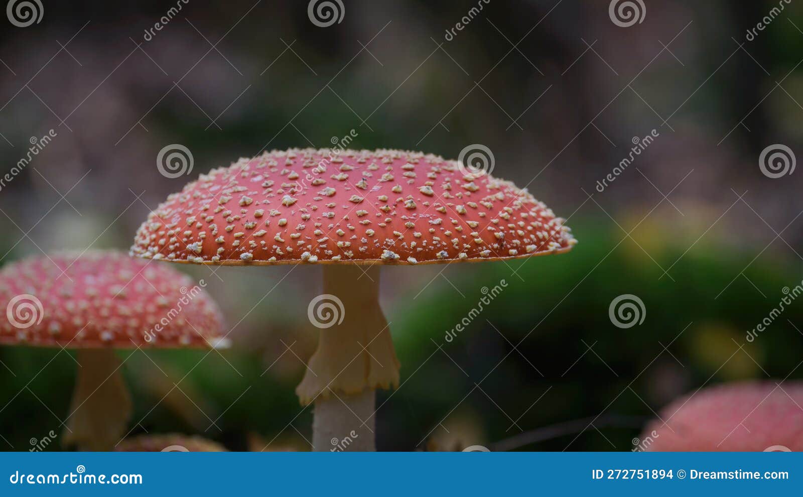 TOADSTOOL stock photo. Image of grass, landscape, meadow - 272751894