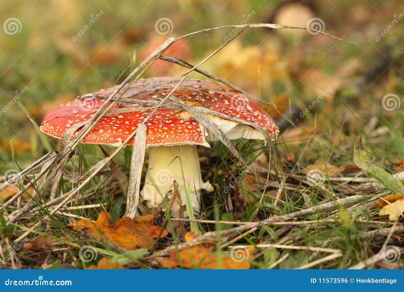 Toadstool Covered with Grass Stock Photo - Image of autumn, toadstool ...
