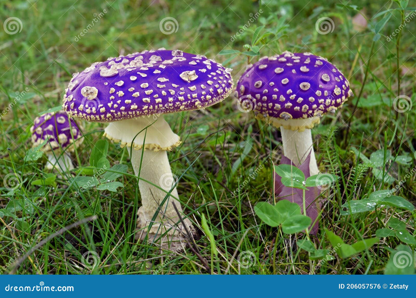 Toadstool De Color Abstracto Foto de archivo - Imagen de hierba ...