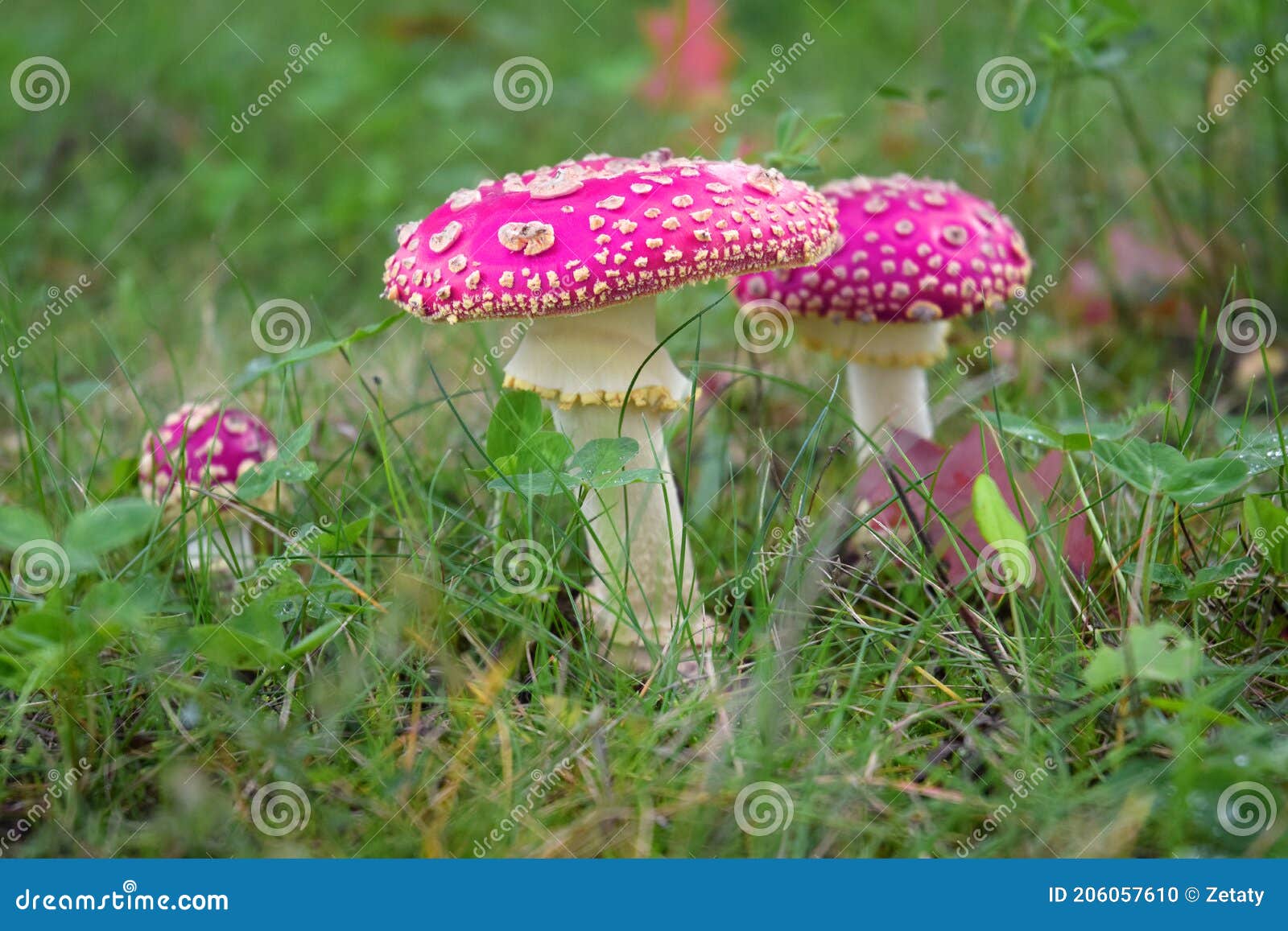 Toadstool De Color Abstracto Foto de archivo - Imagen de fairytale ...
