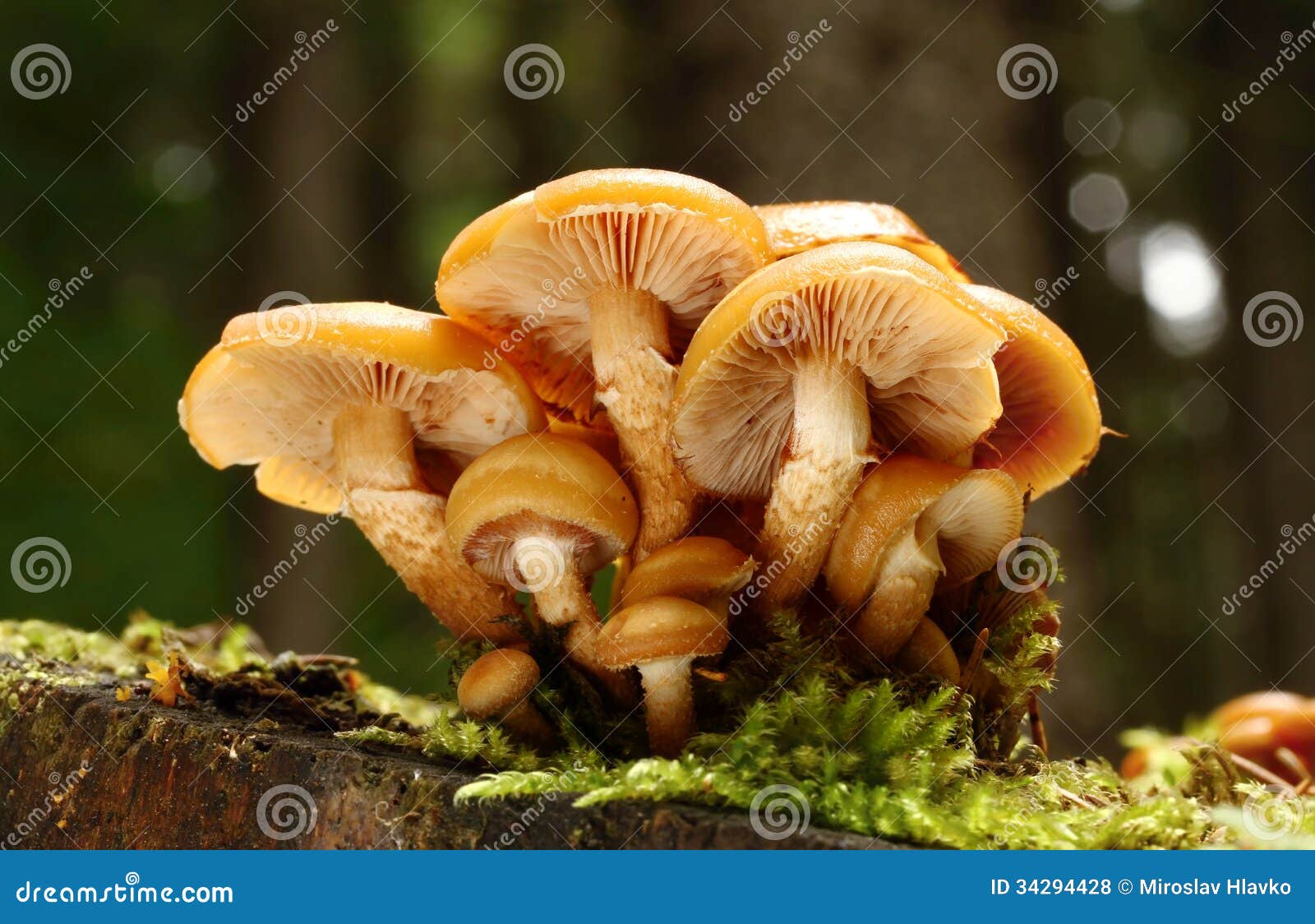 Toadstool stock photo. Image of group, forest, tuft, cluster - 34294428