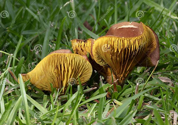 Toadstool Duo in the Green Grass Stock Image - Image of fungal, autumn ...