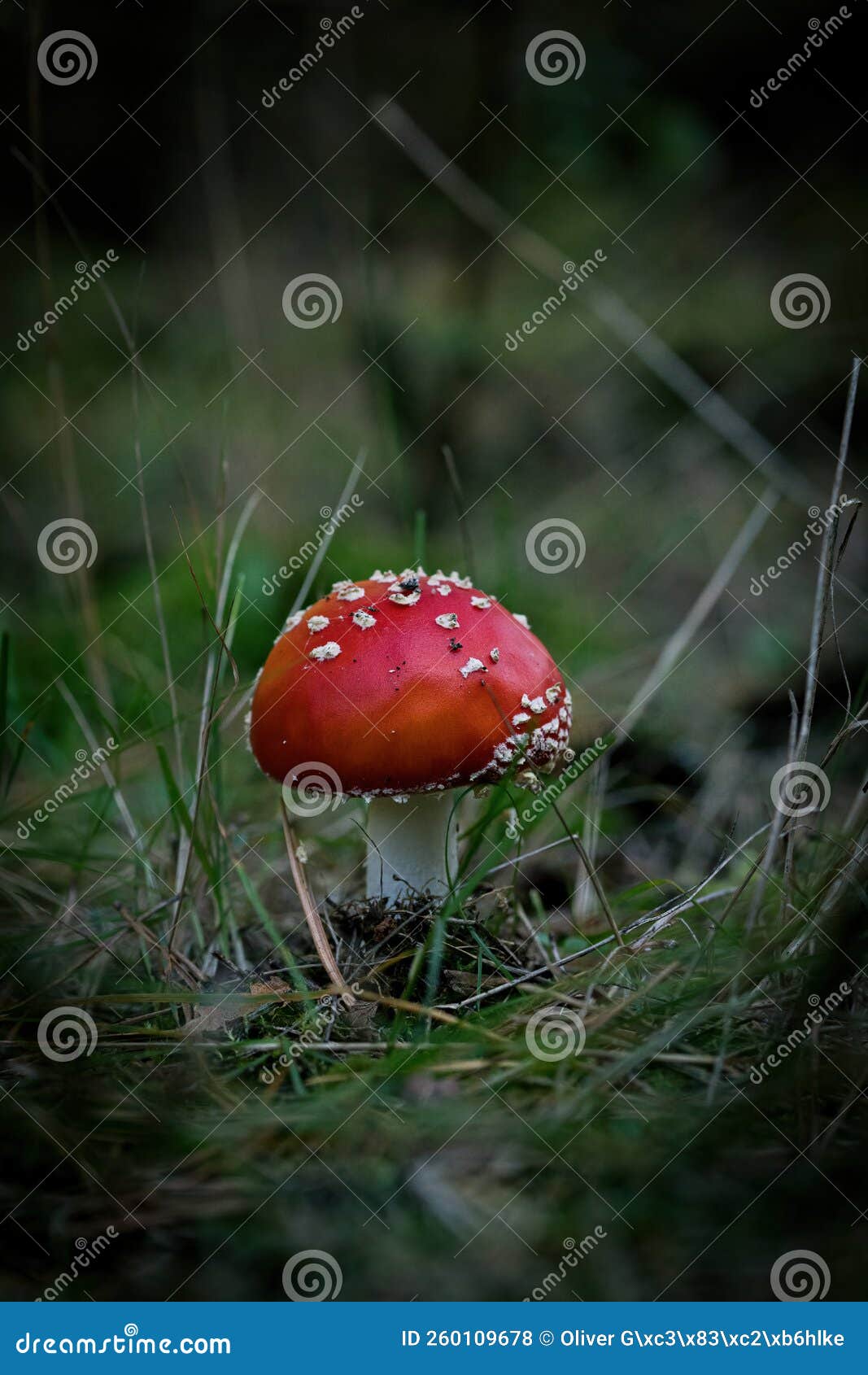 Toadstool stock photo. Image of leaf, green, soil, mushroom - 260109678