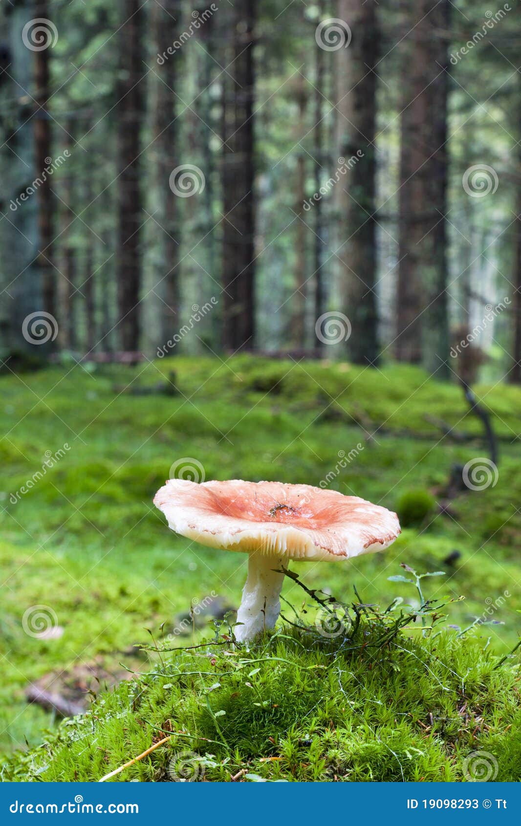Toadstool in forest stock image. Image of beauty, outdoors - 19098293