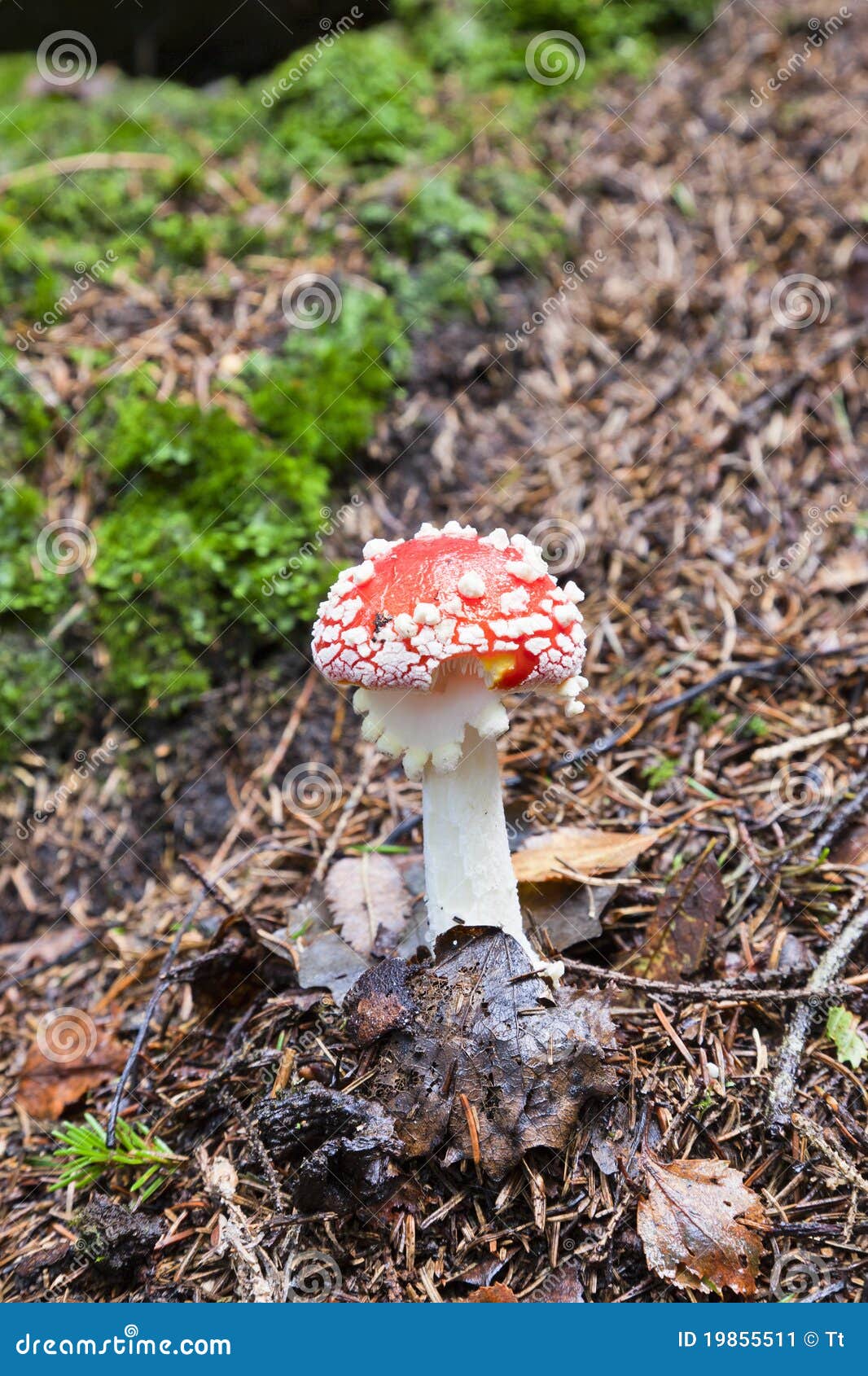Toadstool in forest stock image. Image of macro, poison - 19855511