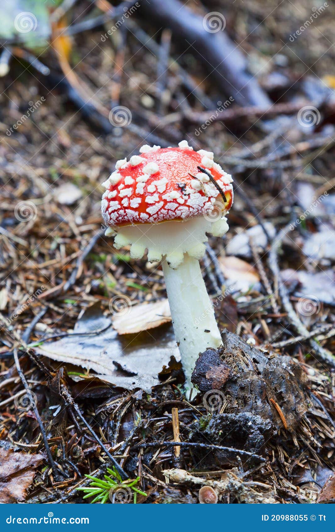 Toadstool in forest stock image. Image of nature, toadstools - 20988055