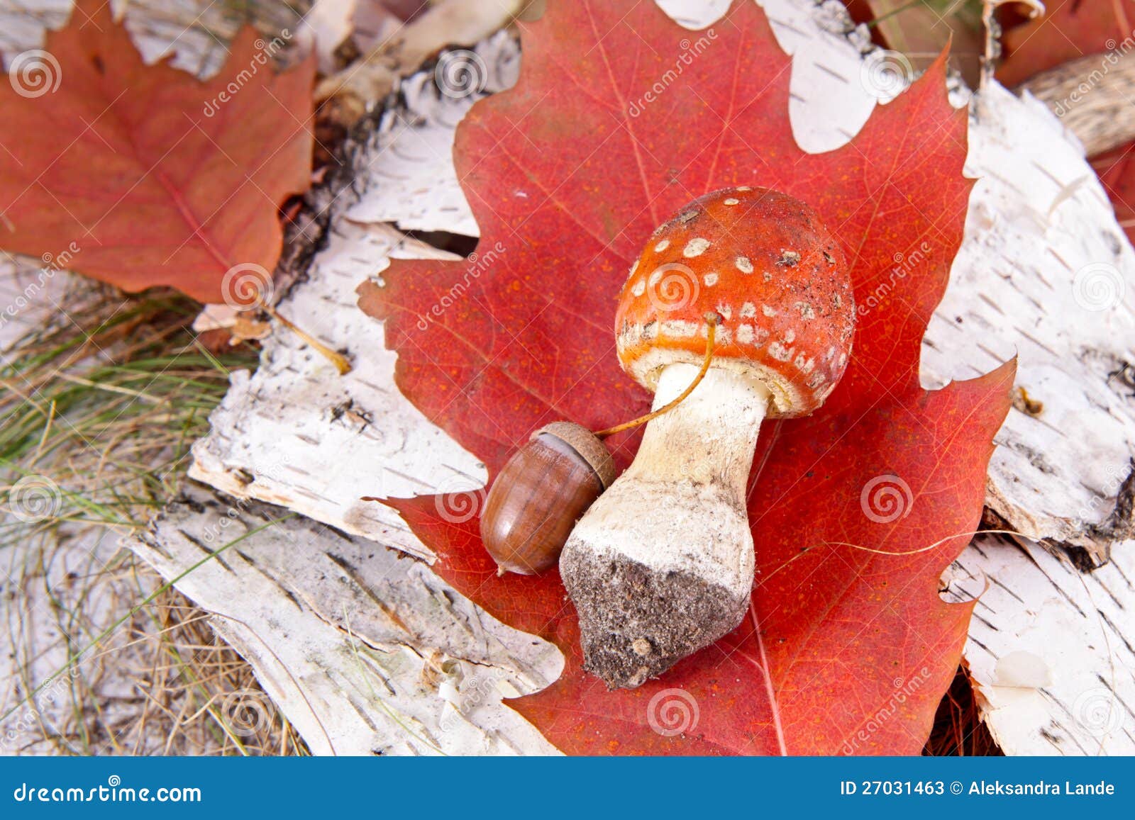 Toadstool at the forest stock image. Image of flocks - 27031463