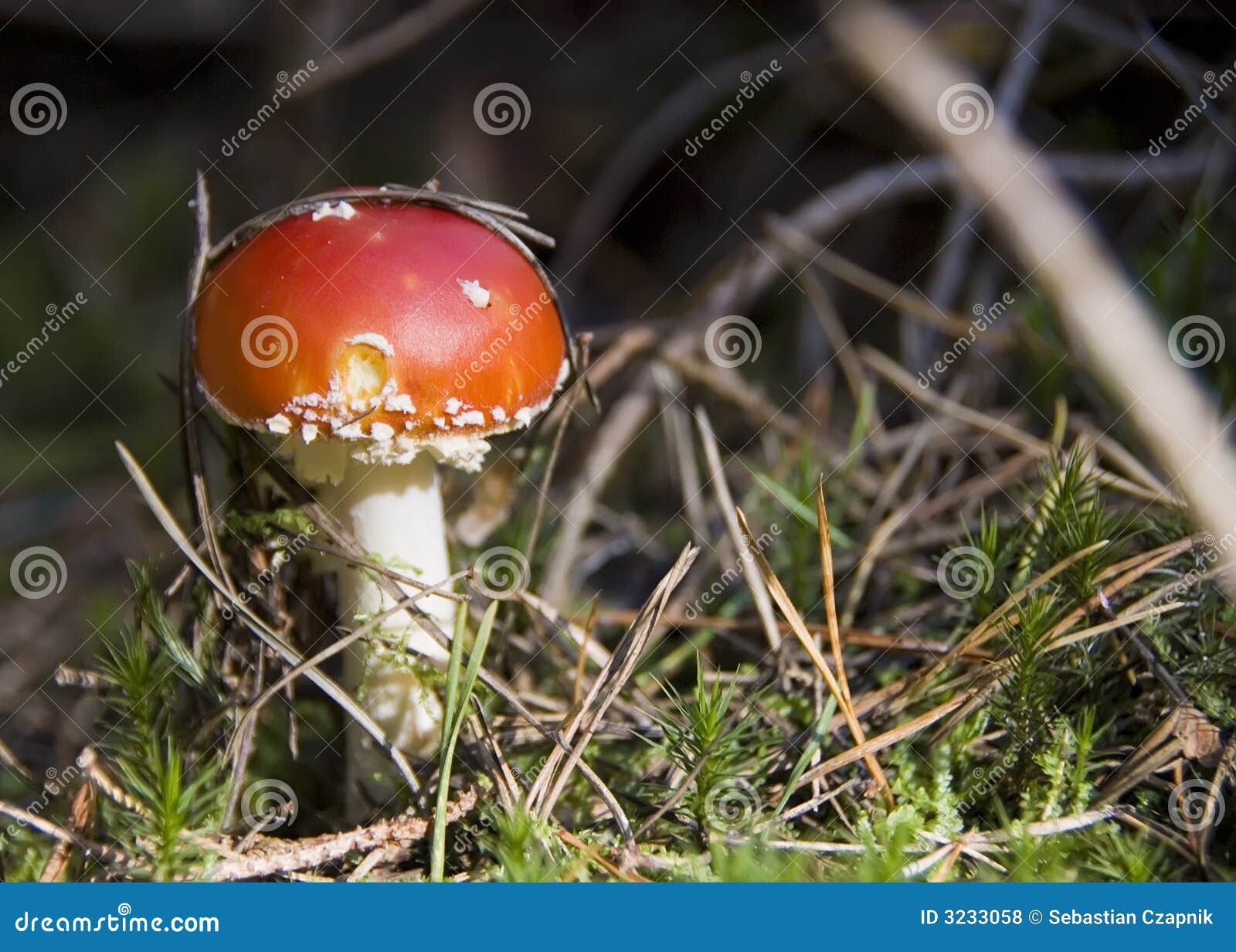 Toadstool In Forest Picture. Image: 3233058