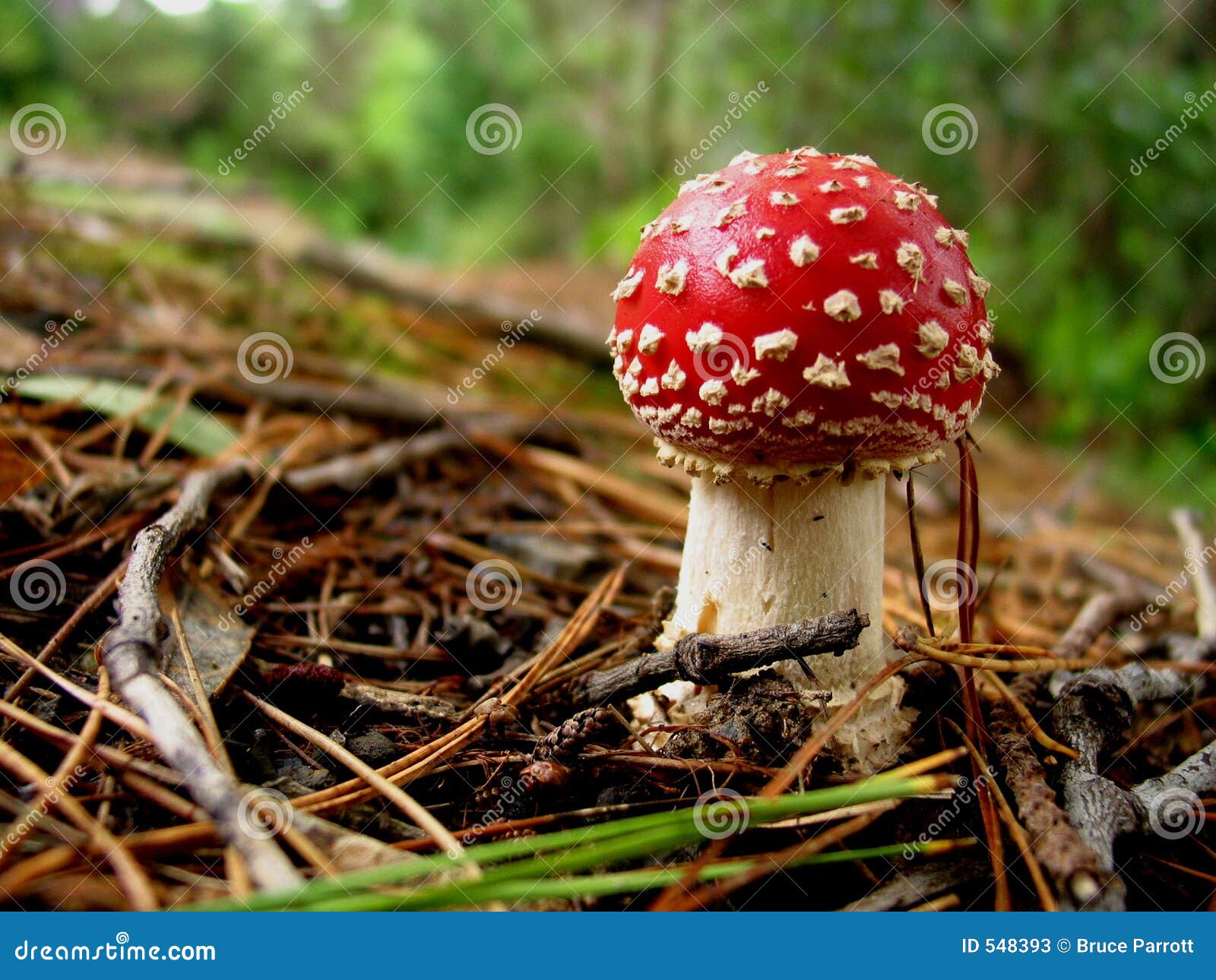 Toadstool Royalty-Free Stock Image | CartoonDealer.com #49288738