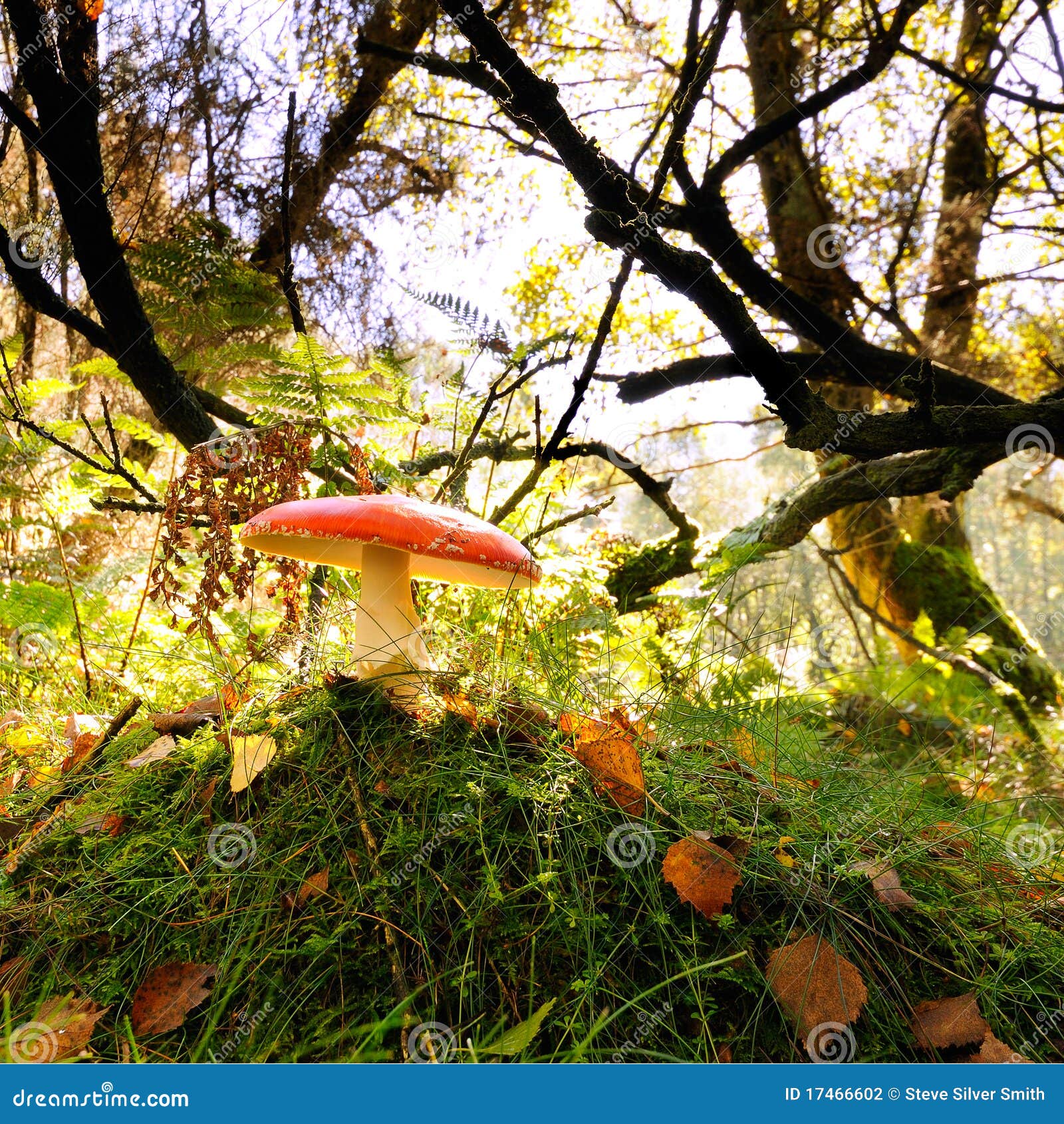 Toadstool on forest floor stock photo. Image of autumn - 17466602