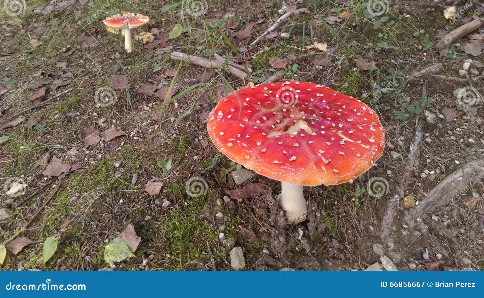 Toadstool in the forest stock image. Image of poisonous - 66856667