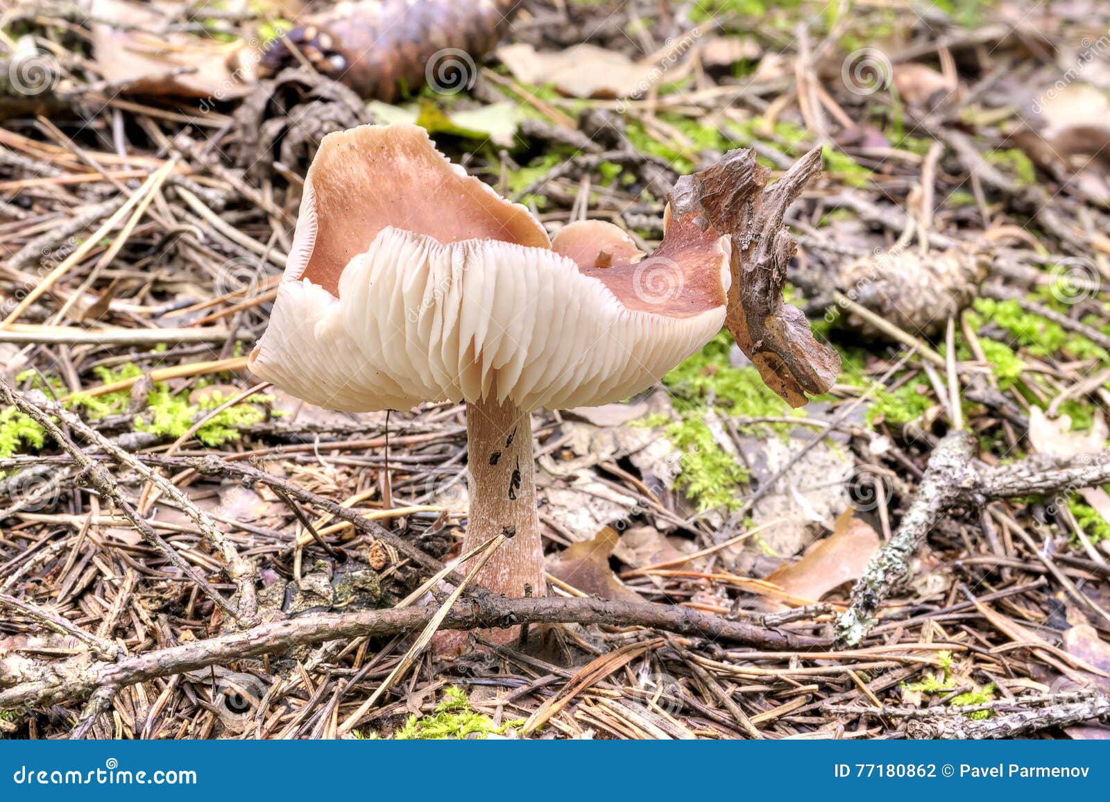 Toadstool in forest stock photo. Image of edible, hummock - 77180862