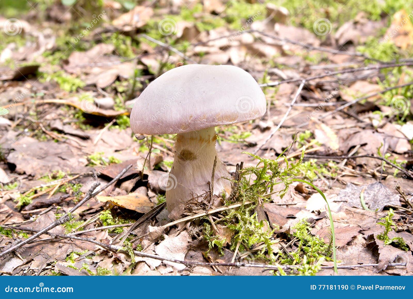 Toadstool in forest stock photo. Image of mature, nature - 77181190