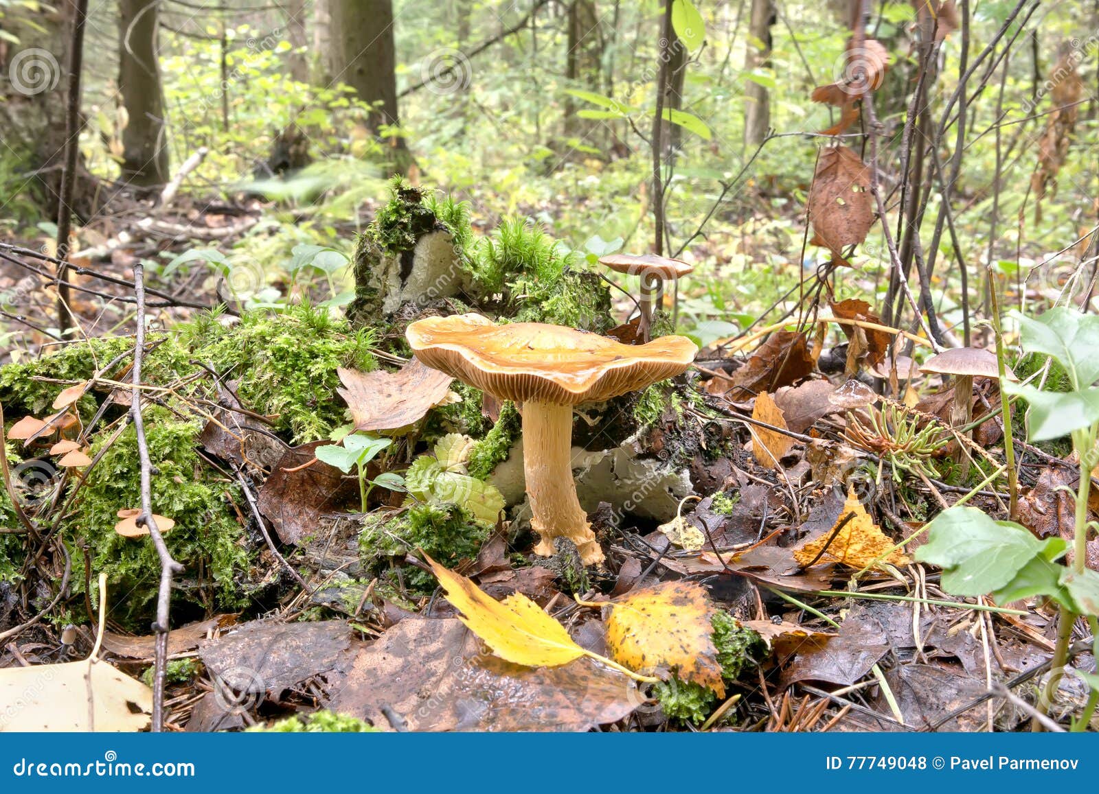 Toadstool in forest stock photo. Image of poisonous, toadstool - 77749048