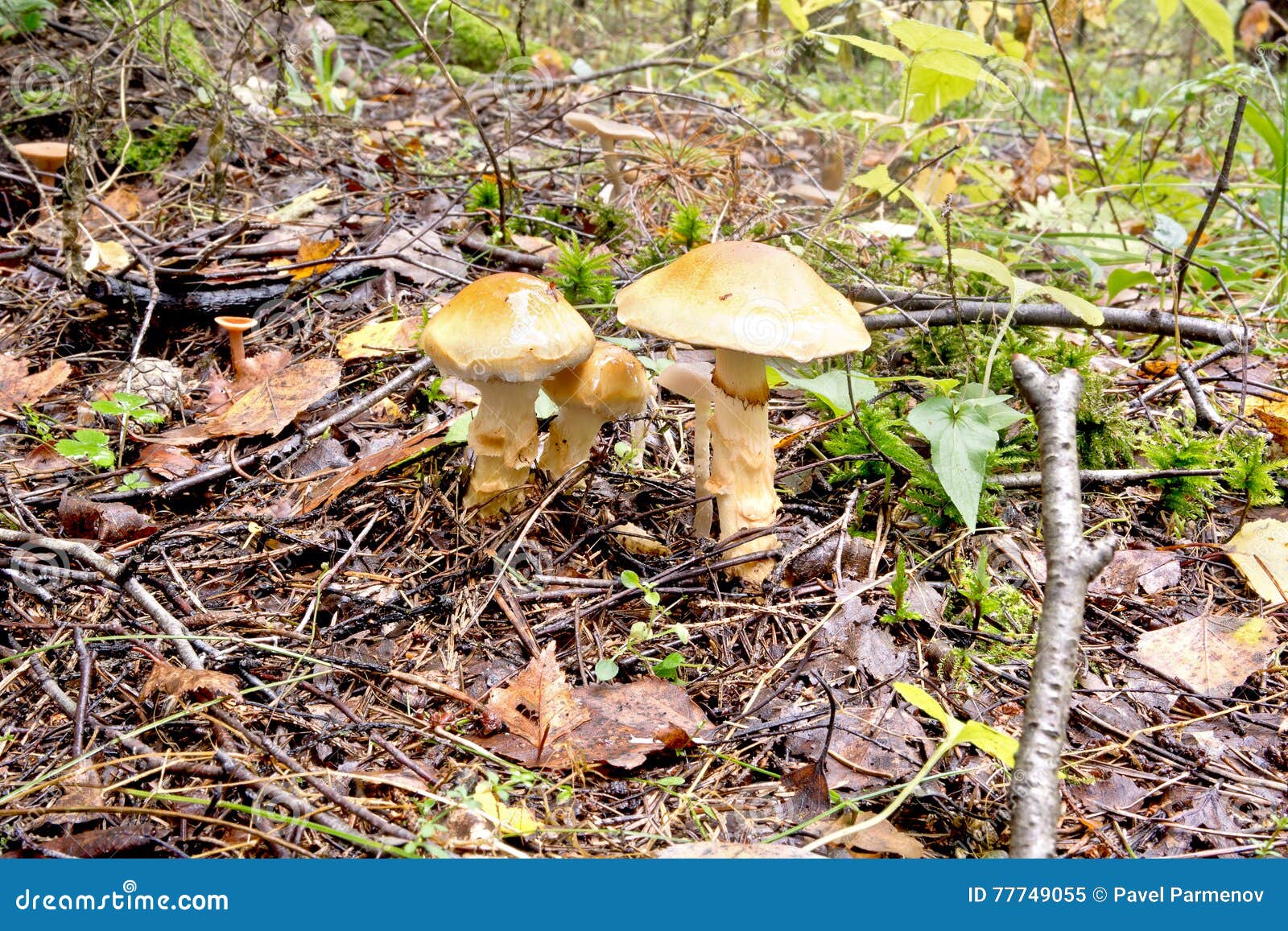 Toadstool in forest stock image. Image of nature, healthy - 77749055