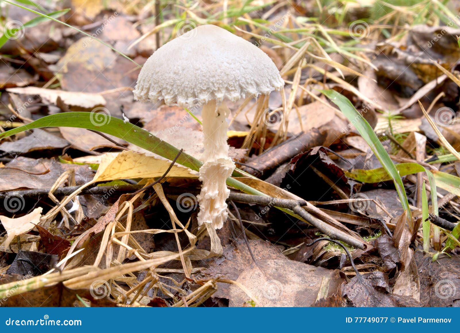 Toadstool in forest stock image. Image of forest, great - 77749077