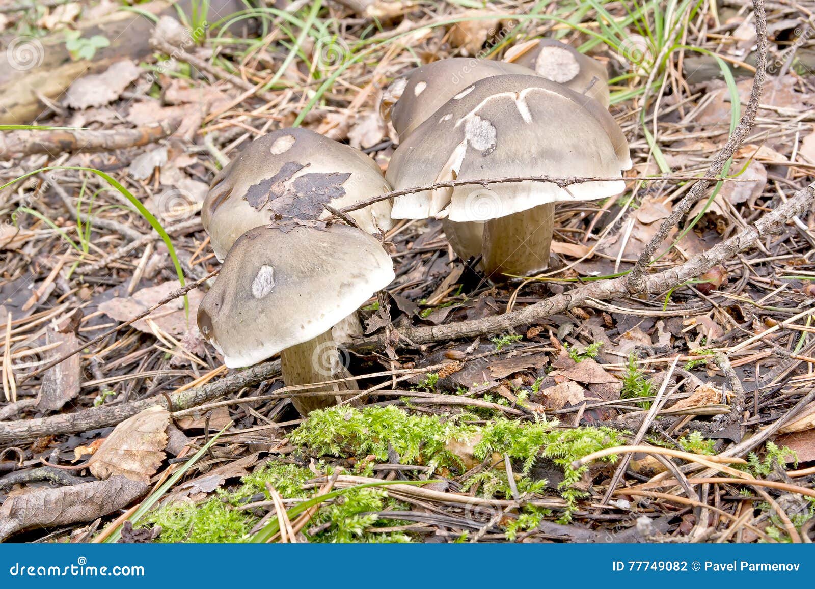 Toadstool in forest stock photo. Image of large, small - 77749082