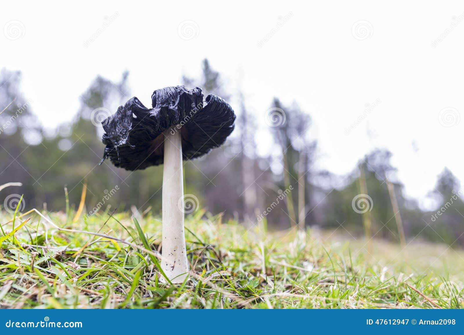 Toadstool in the forest stock image. Image of green, inedible - 47612947