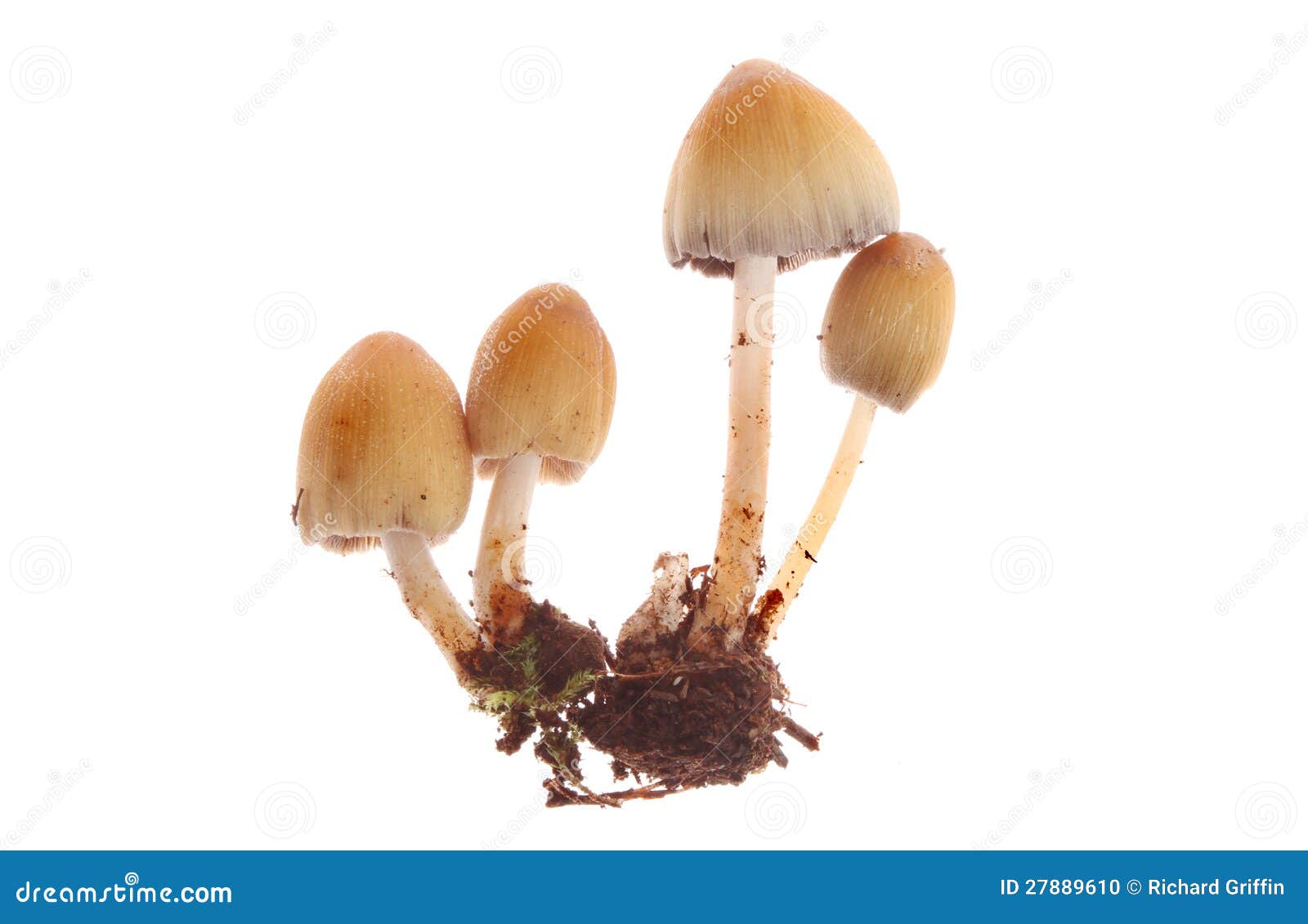 Toadstool fungi stock photo. Image of growth, fungi, gill - 27889610