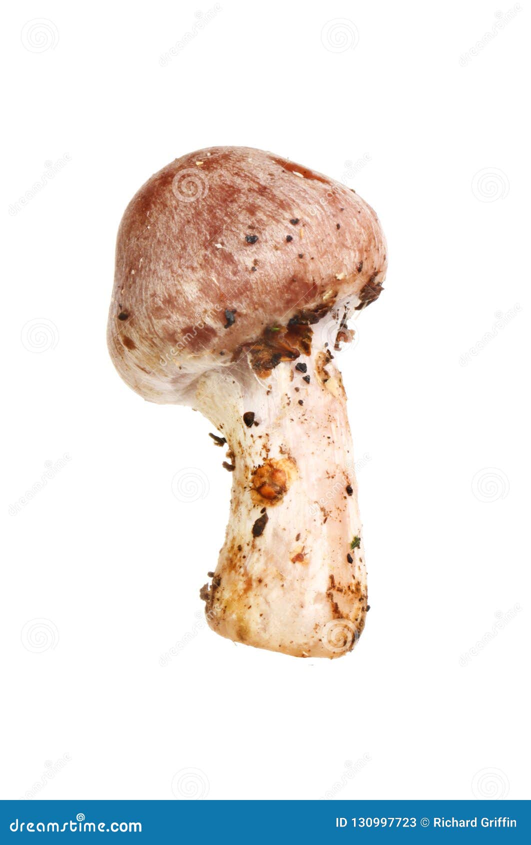 Toadstool fungi isolated stock image. Image of aunal - 130997723