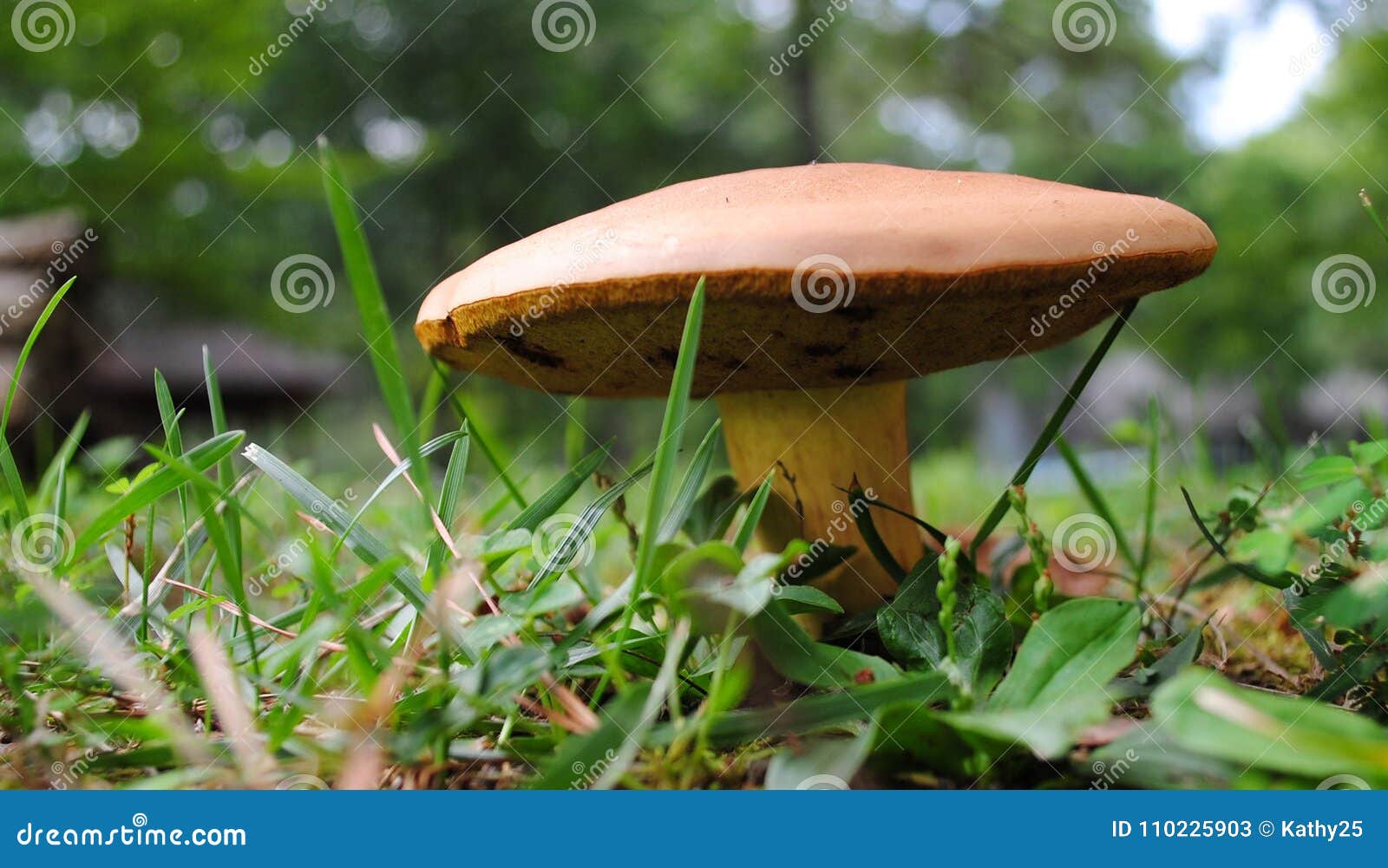 Toadstool in the Grass stock image. Image of brown, toad - 110225903