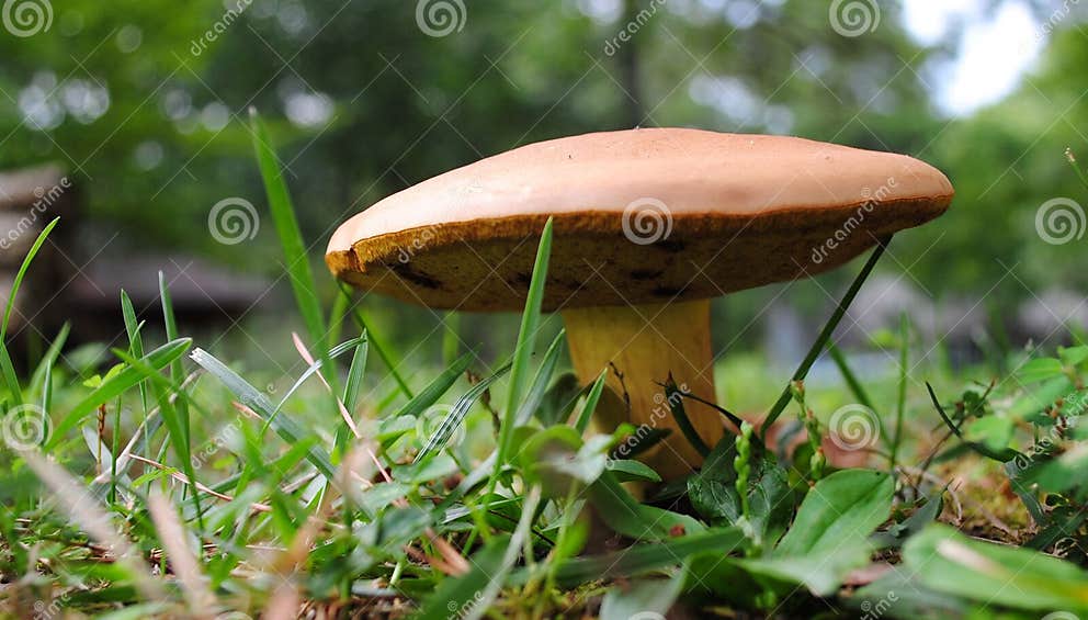 Toadstool in the Grass stock image. Image of brown, toad - 110225903