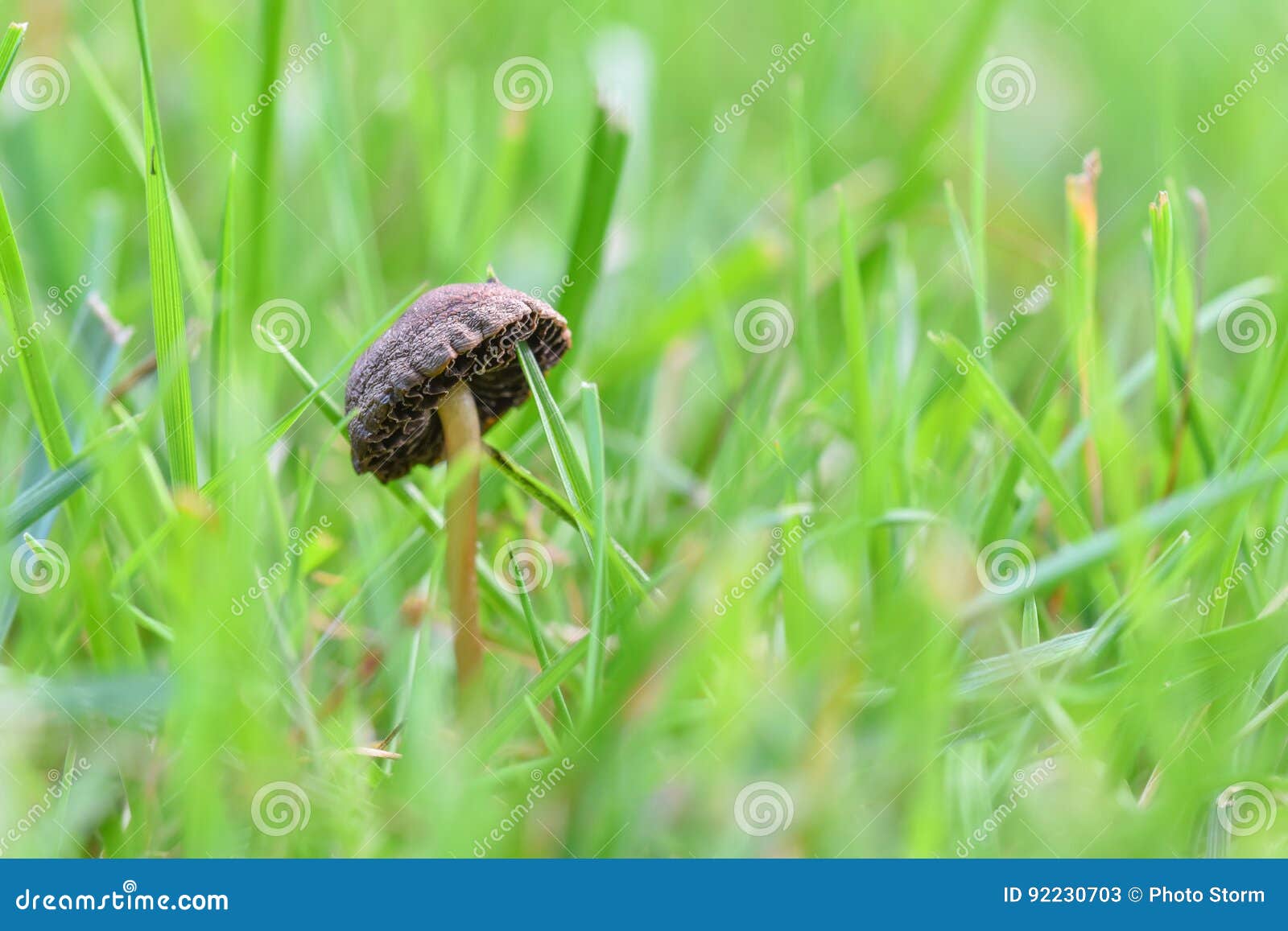 Toadstool in grass stock image. Image of landscape, wild - 92230703