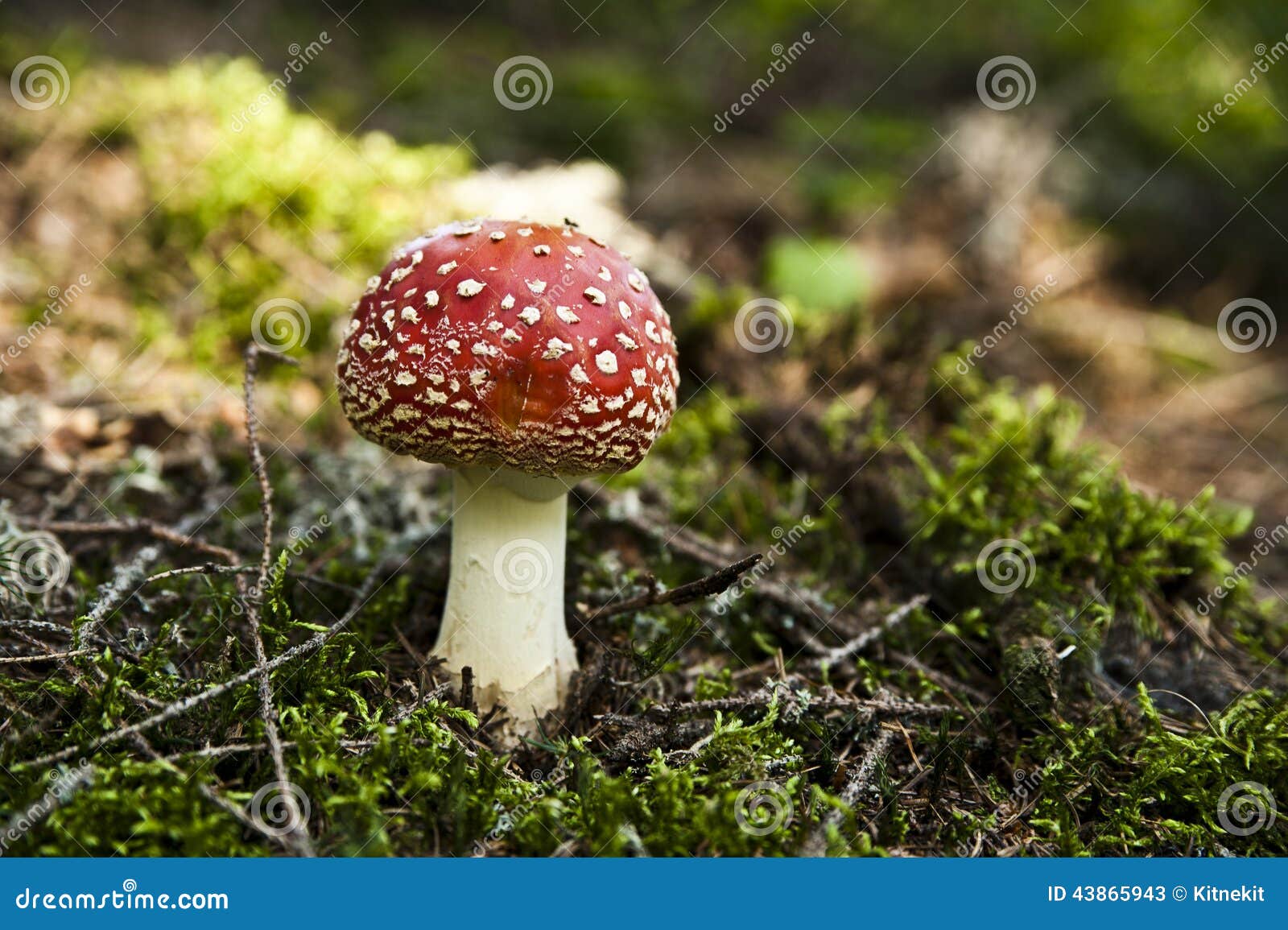 Toadstool in a grass stock image. Image of close, toadstool - 43865943