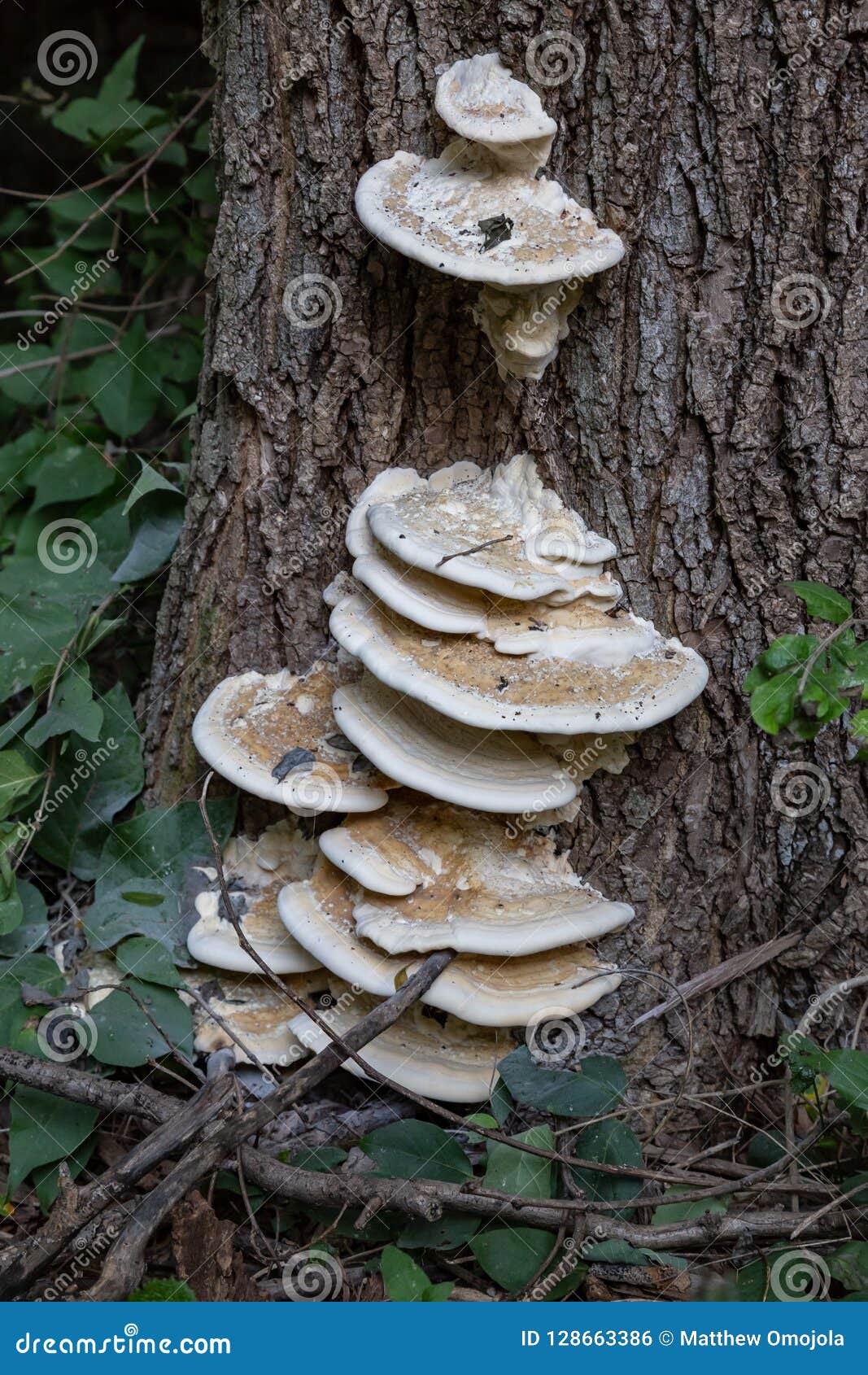 Toadstool Growing on a Tree Trunk Stock Photo - Image of growing, omaha ...