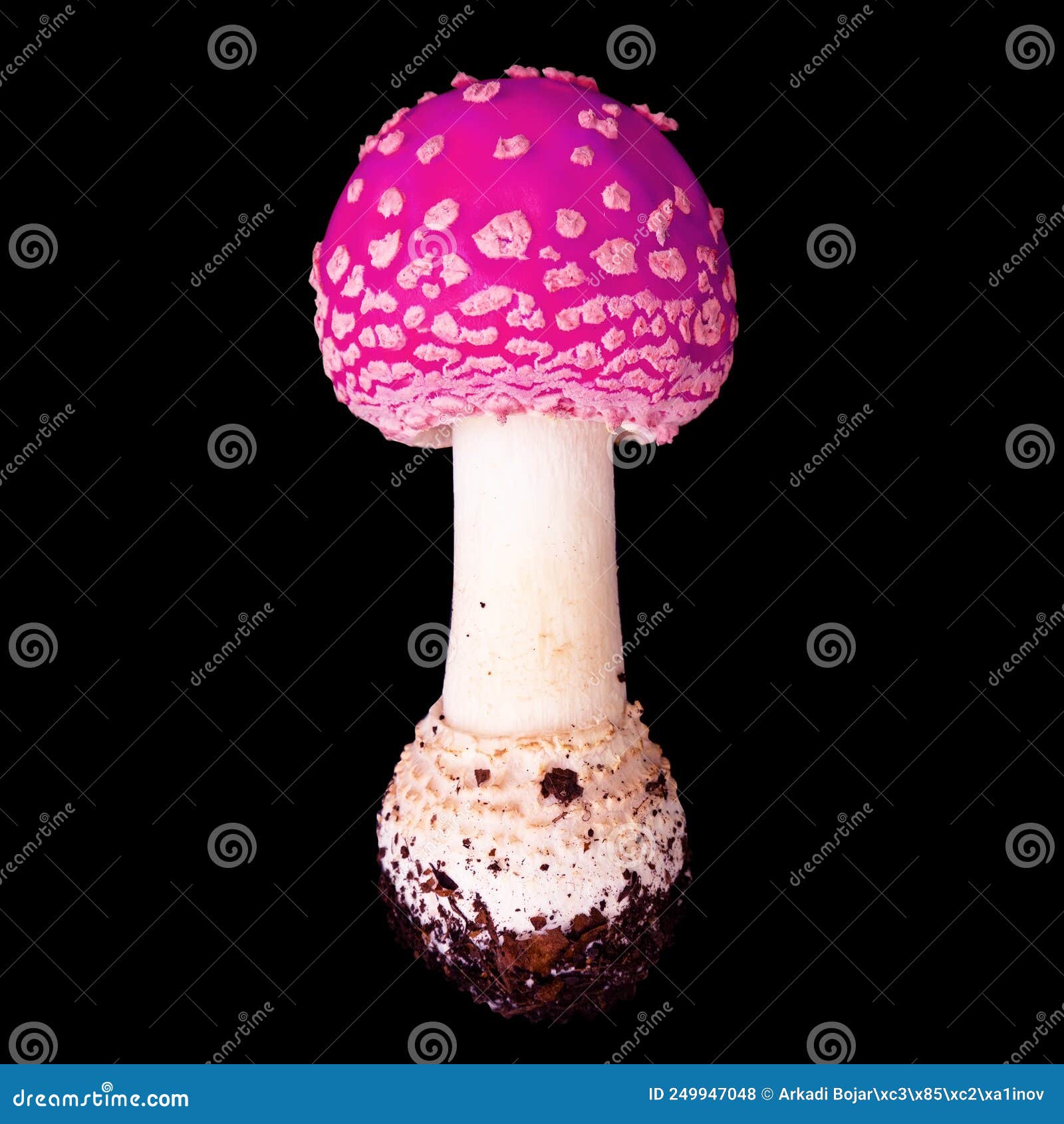 Toadstool magic mushroom stock photo. Image of mycelium - 249947048
