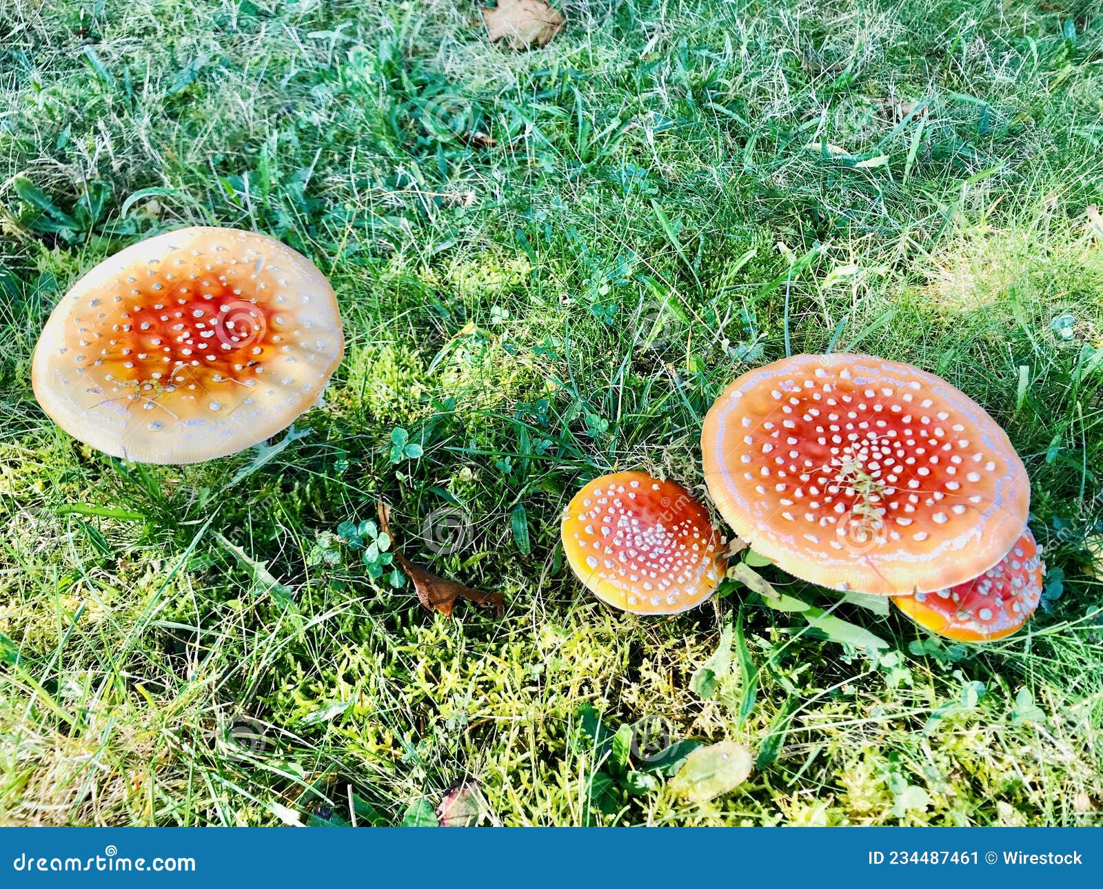 Toadstool in the meadow stock image. Image of decoration - 234487461