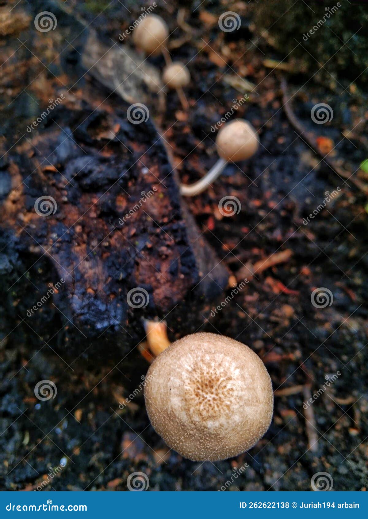 Moldtoadstool Stock Photos - Free & Royalty-Free Stock Photos from ...